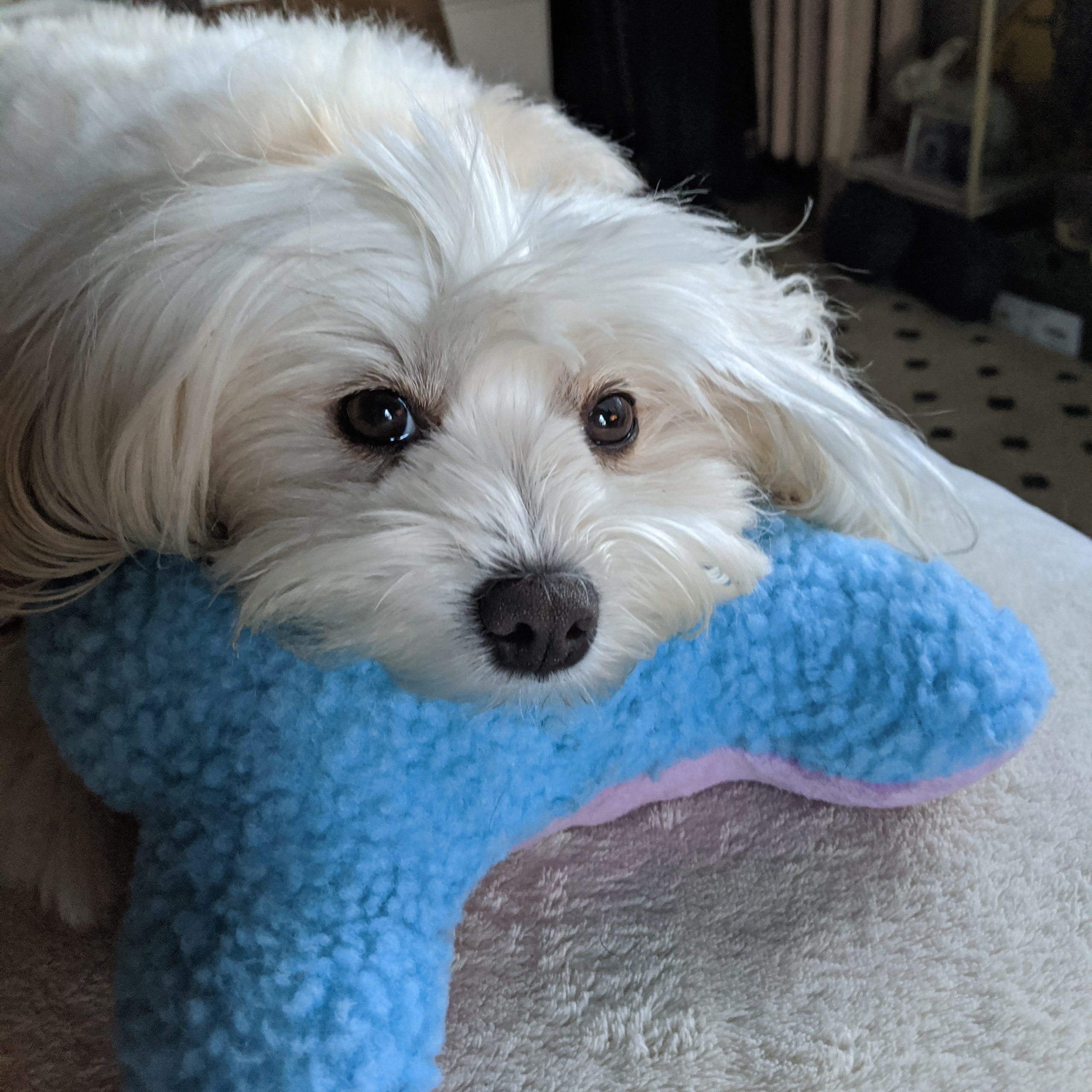 Willy - Orvis Cover Dog