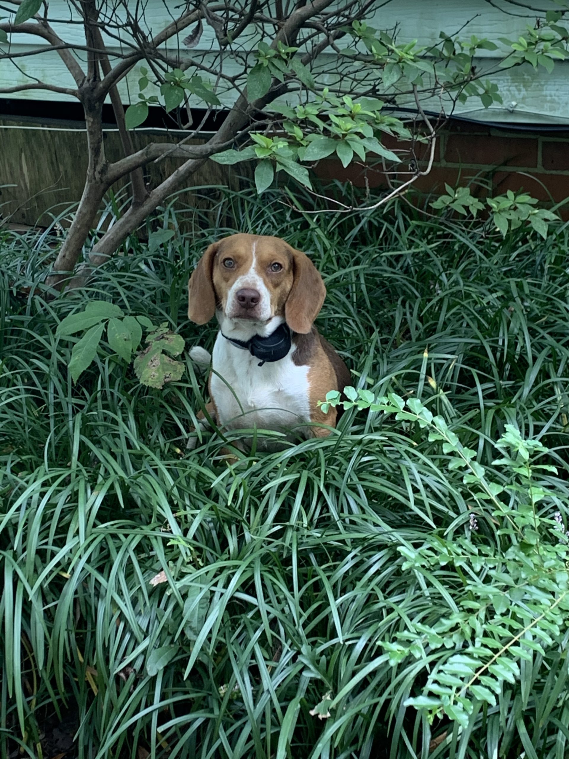 Jeb - Orvis Cover Dog