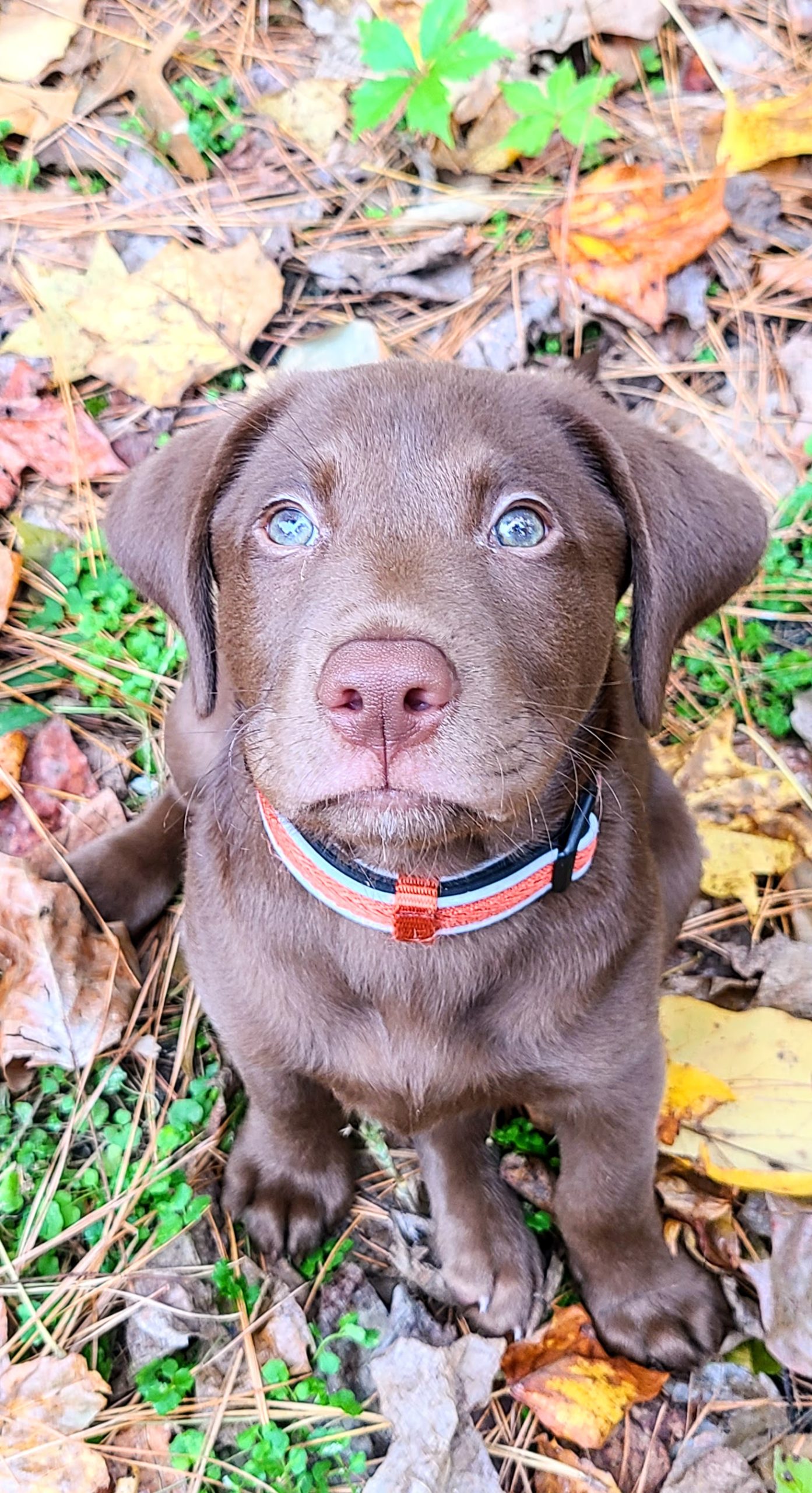 Cooper - Orvis Cover Dog