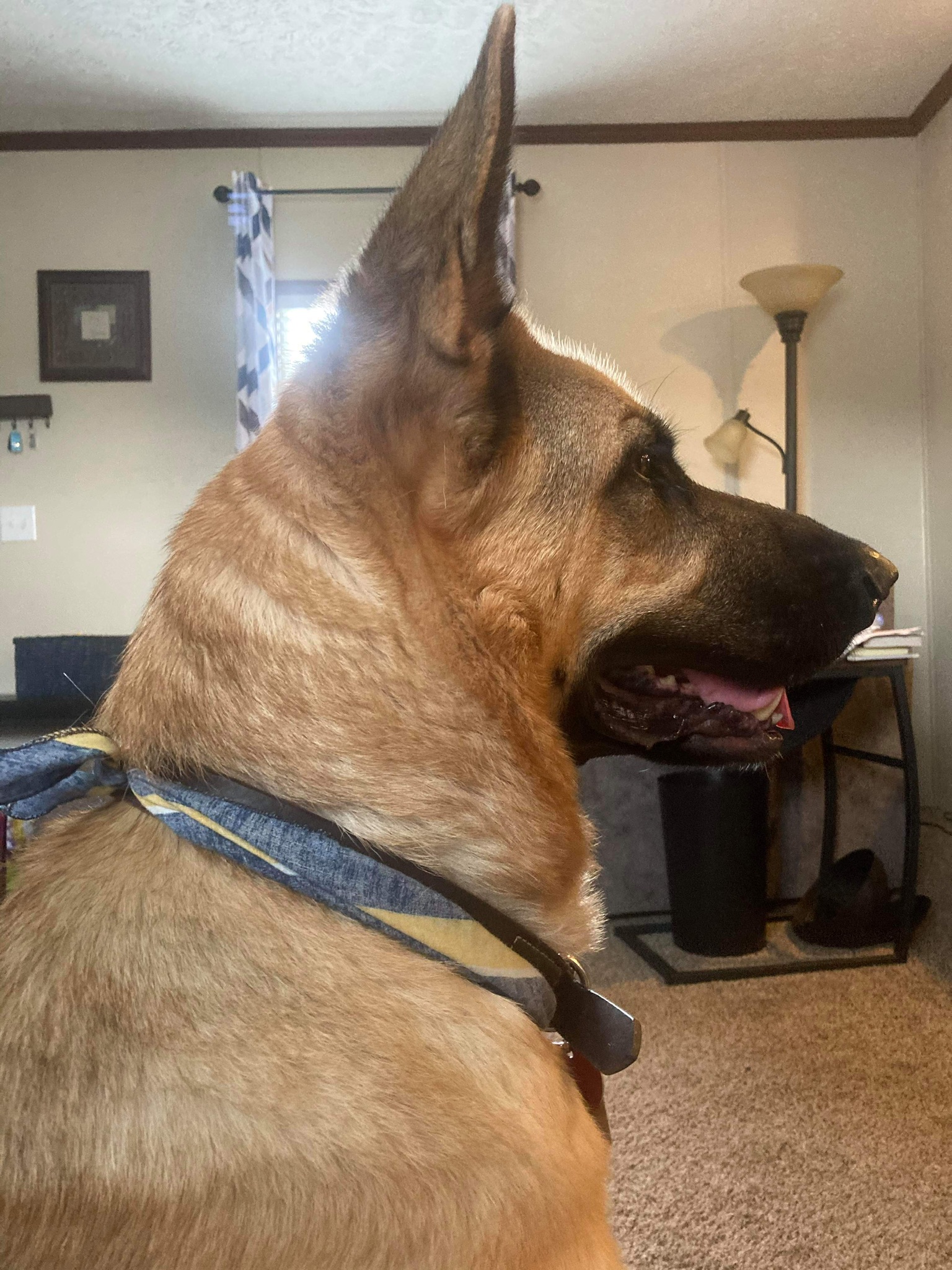 Sky Orvis Cover Dog sky-orvis-cover-dog