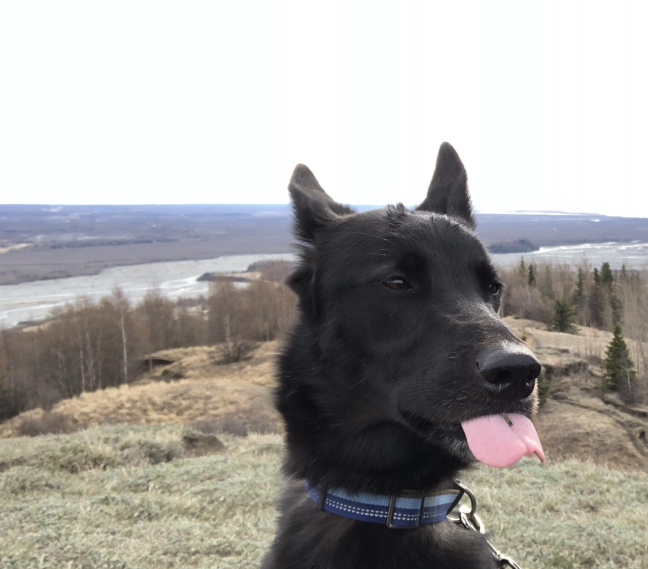 Archer - Orvis Cover Dog