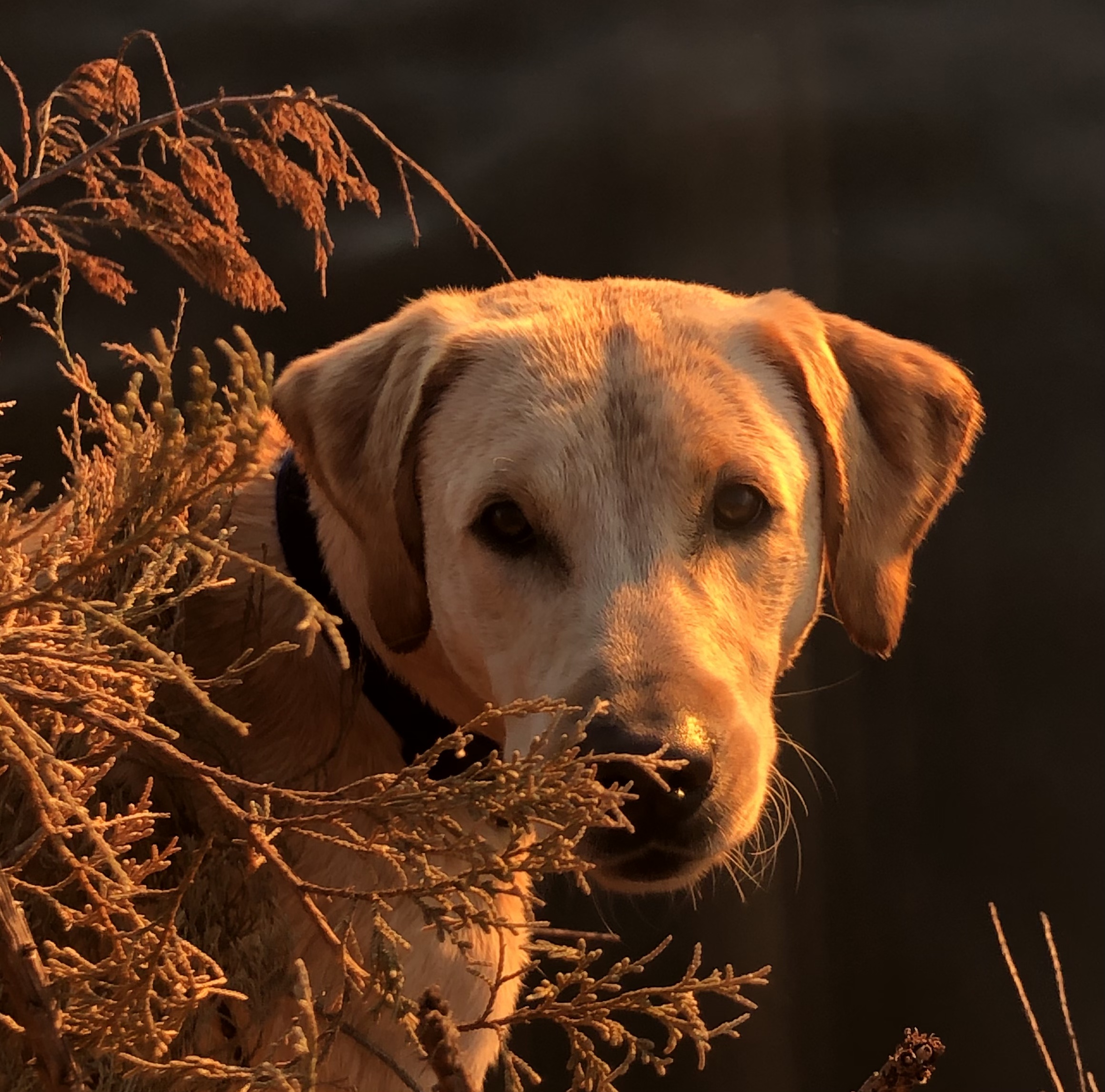 Fisher - Orvis Cover Dog
