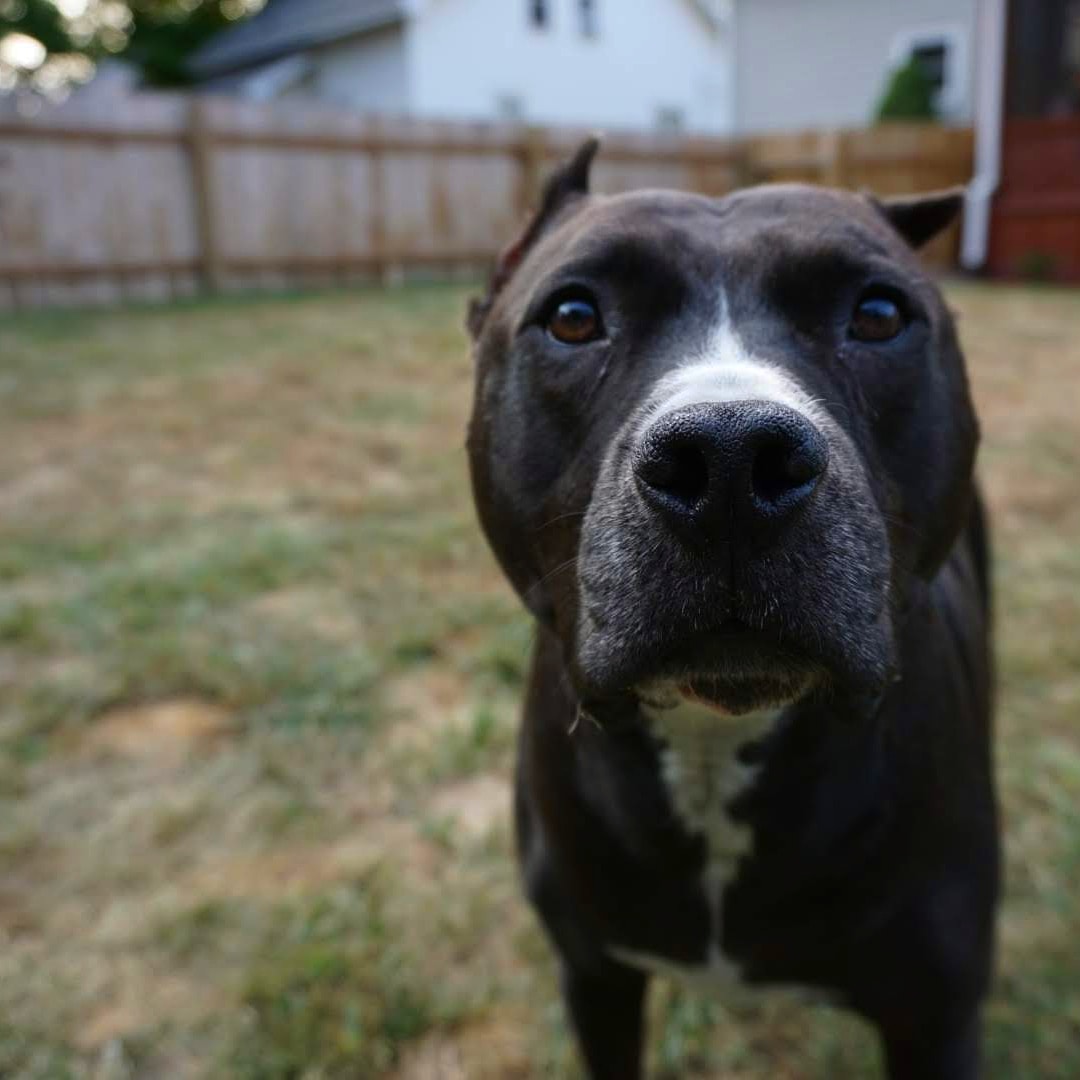 Angus - Orvis Cover Dog