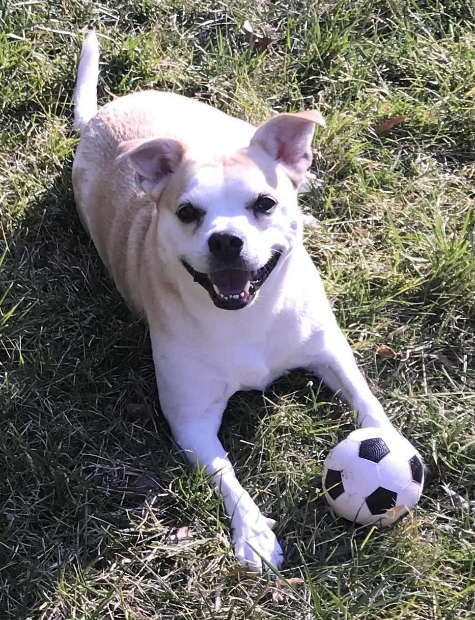 Cricket - Orvis Cover Dog