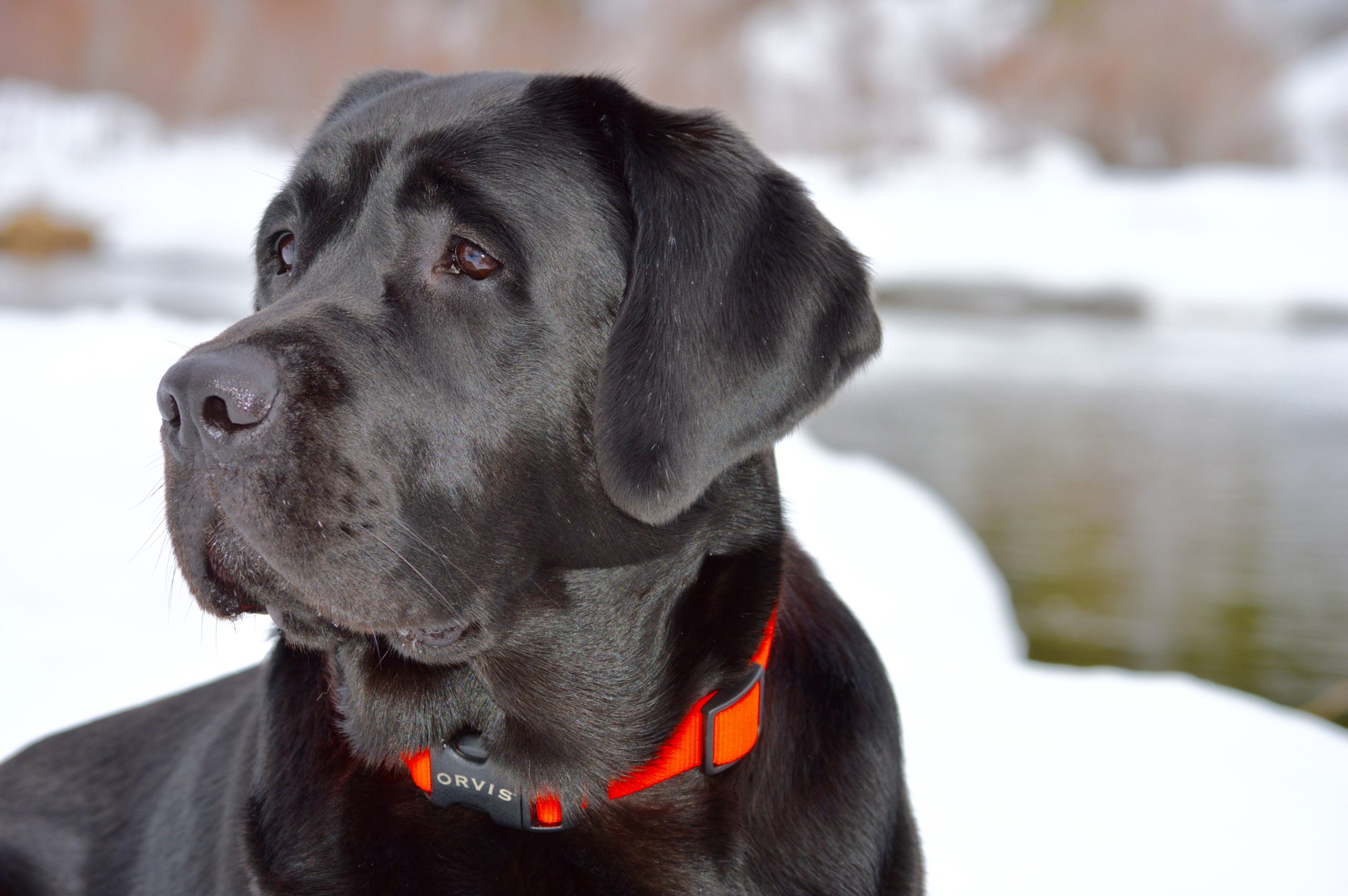 Bub - Orvis Cover Dog