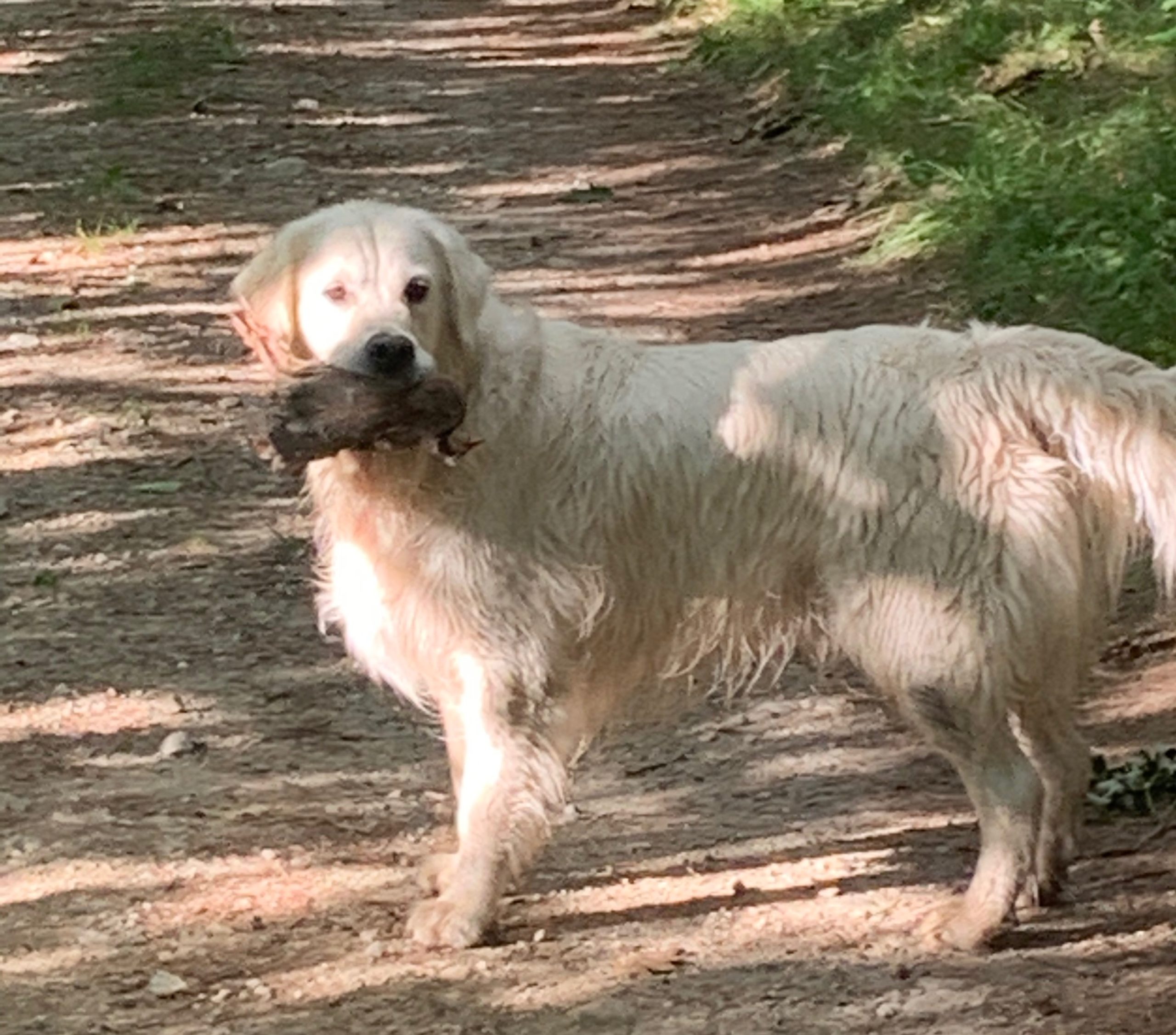 Tucker - Orvis Cover Dog