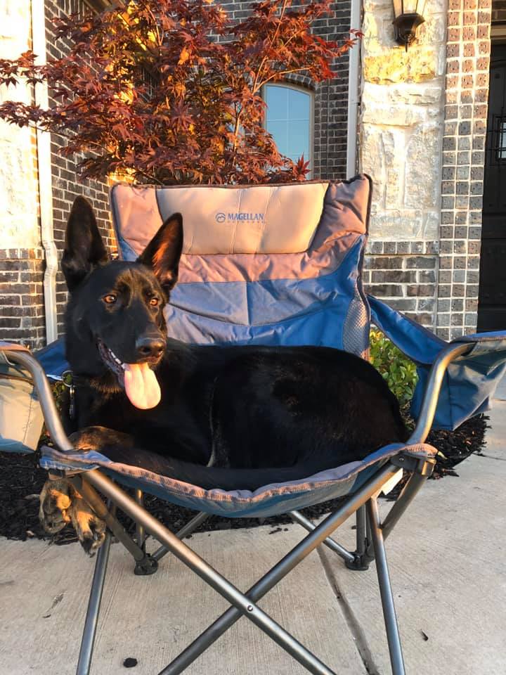 Goose Orvis Cover Dog goose-orvis-cover-dog