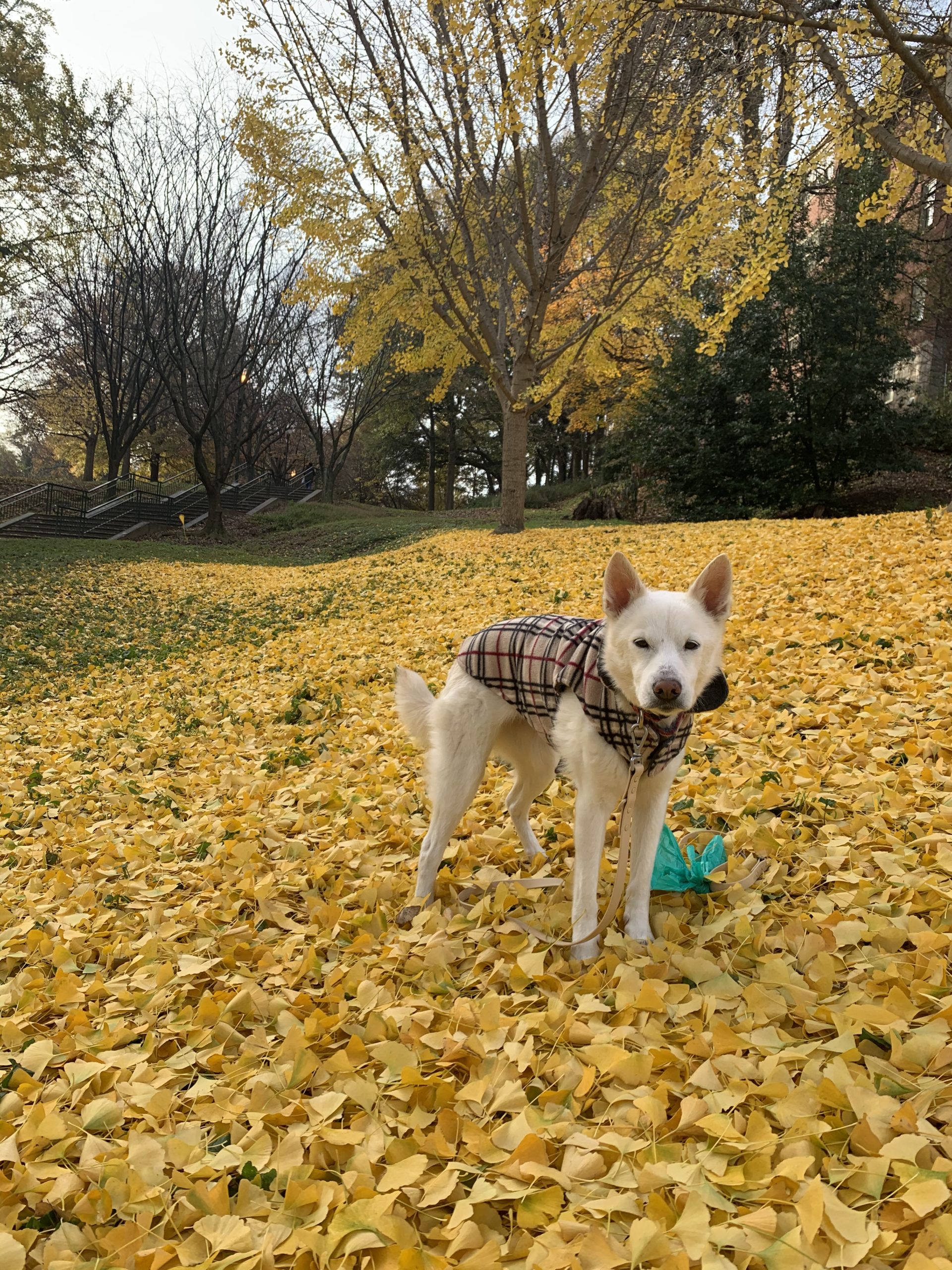 Koley - Orvis Cover Dog