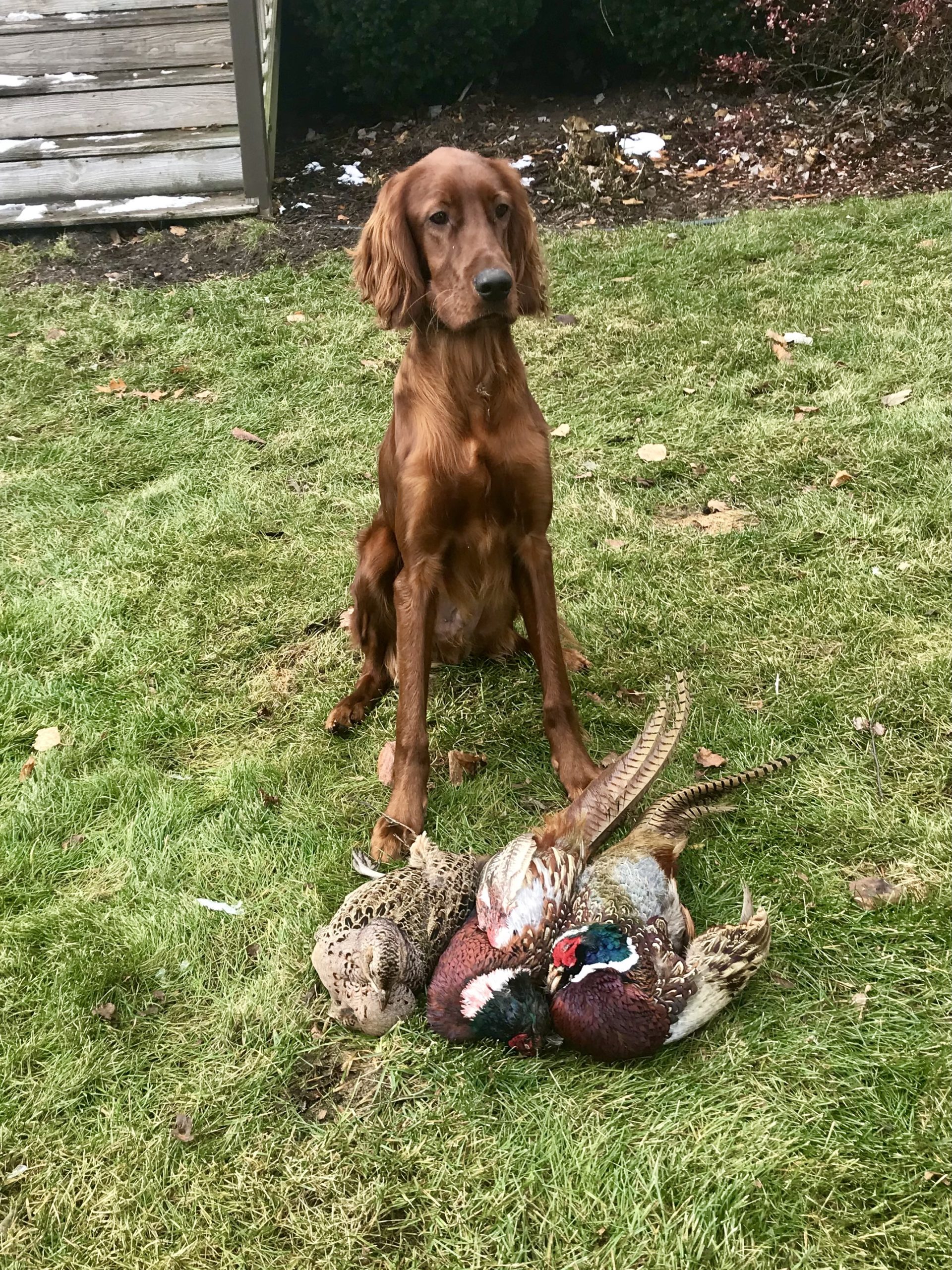 Dublin - Orvis Cover Dog