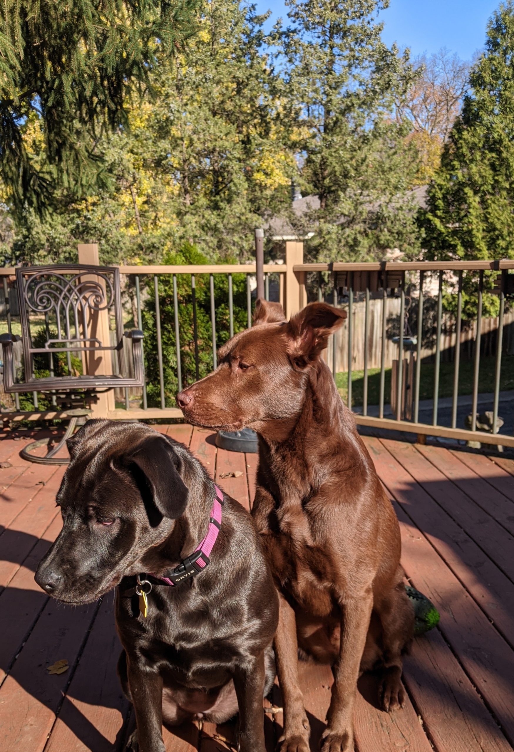 Raven and Bear - Orvis Cover Dog