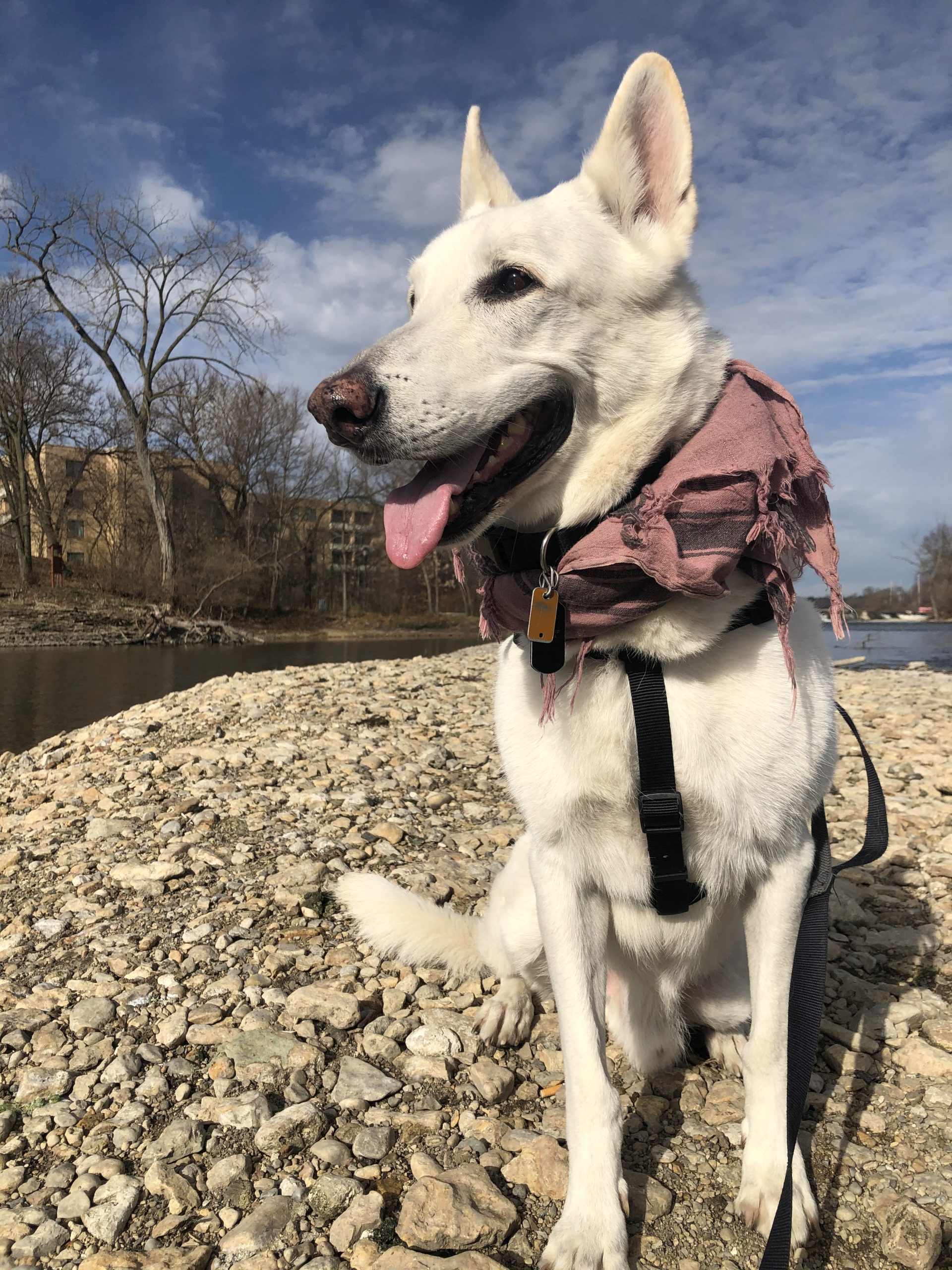 Kodiak - Orvis Cover Dog