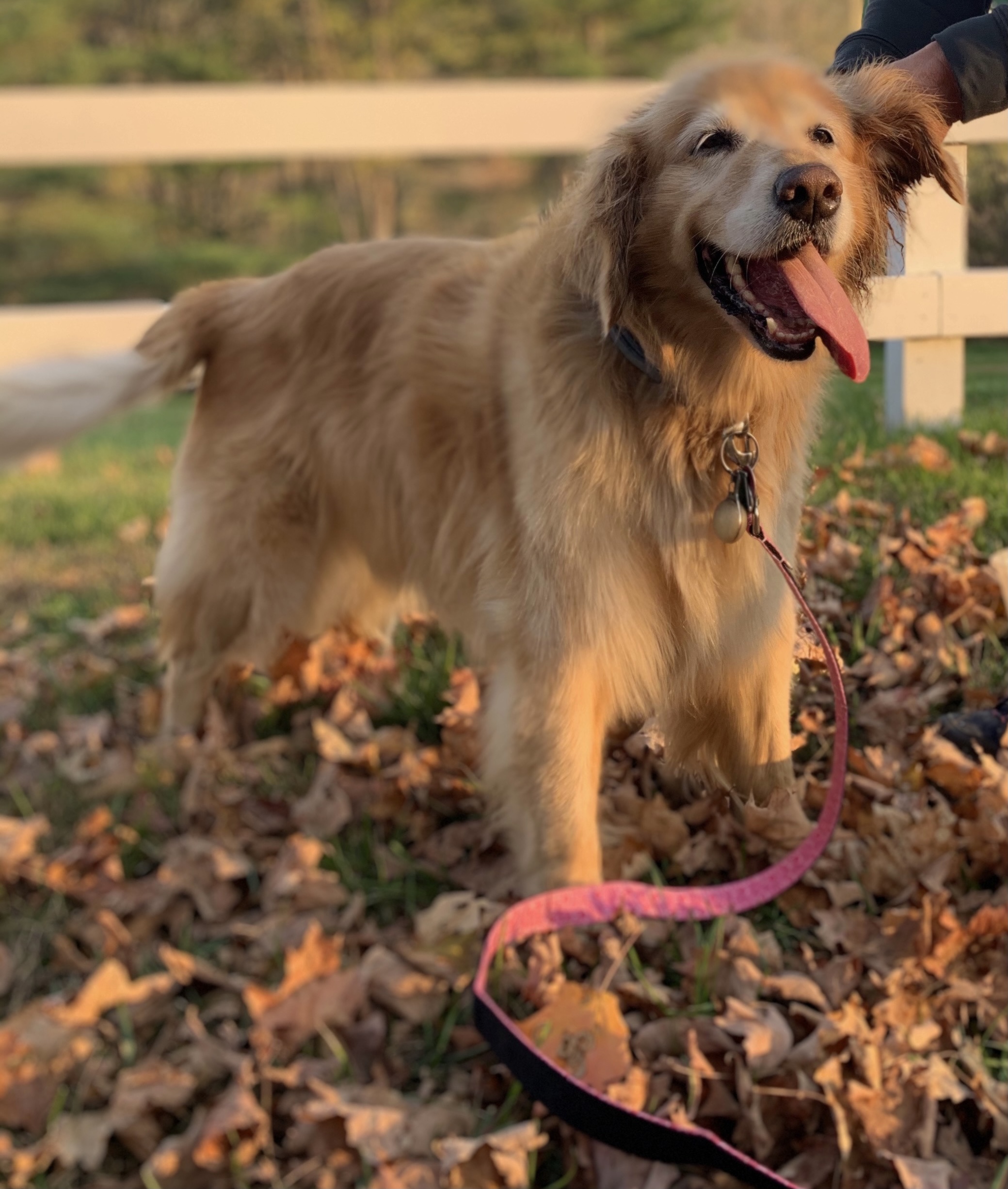 Pico - Orvis Cover Dog