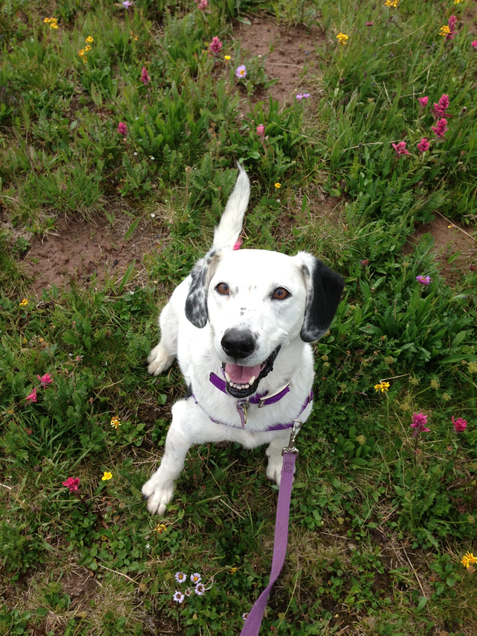 Ladybug - Orvis Cover Dog