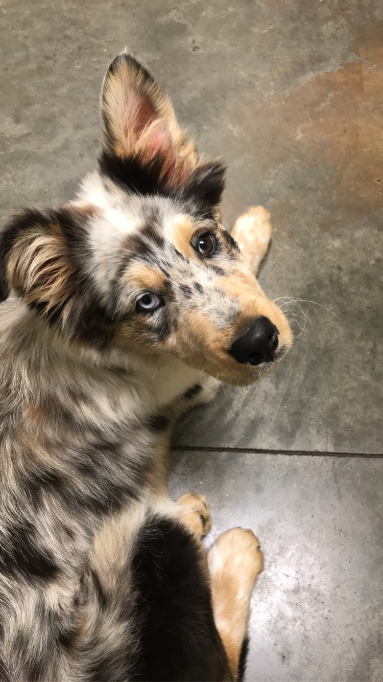 Ash - Orvis Cover Dog