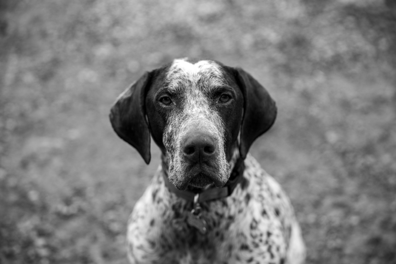 Harper - Orvis Cover Dog