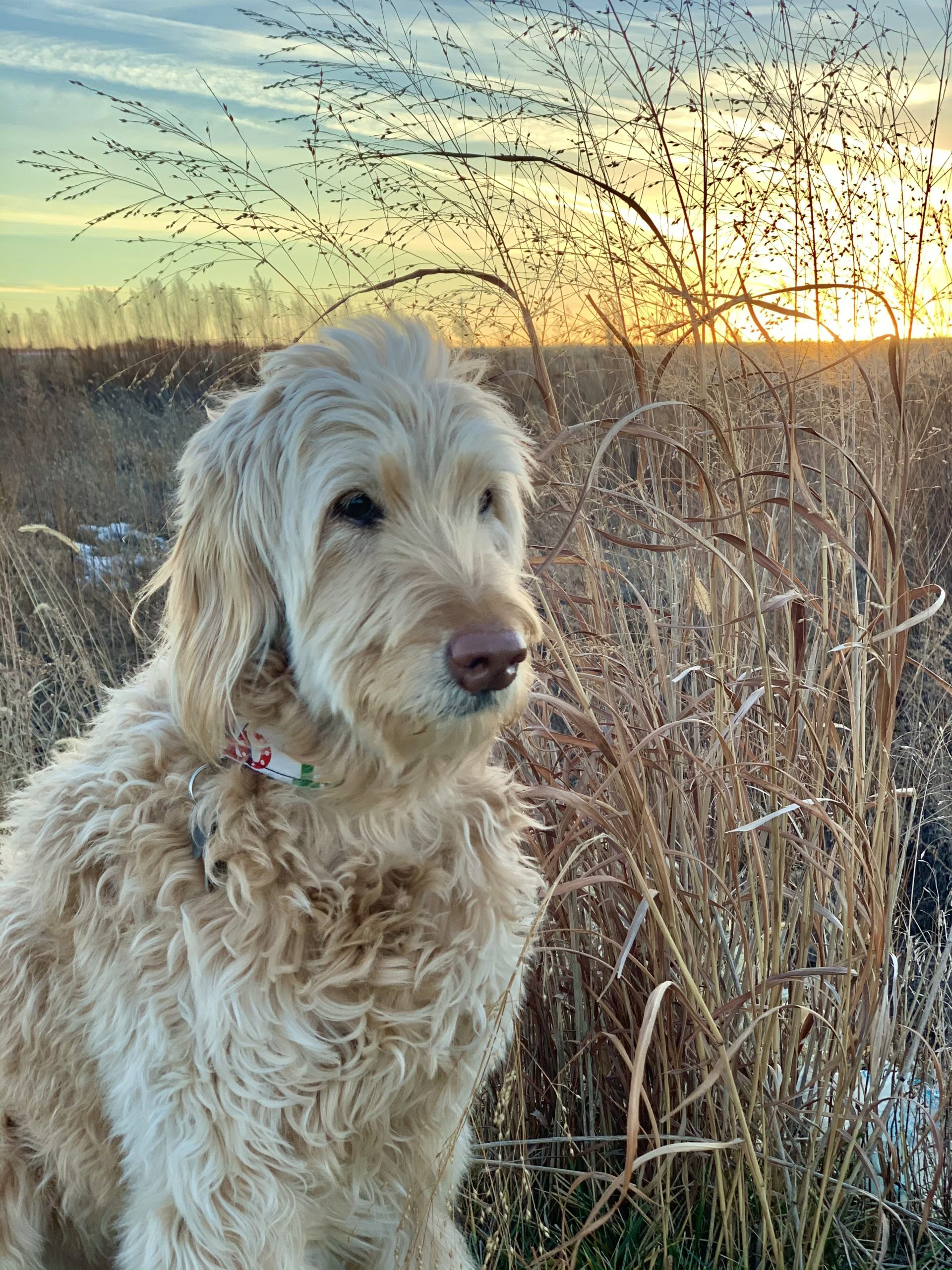 Morgan - Orvis Cover Dog