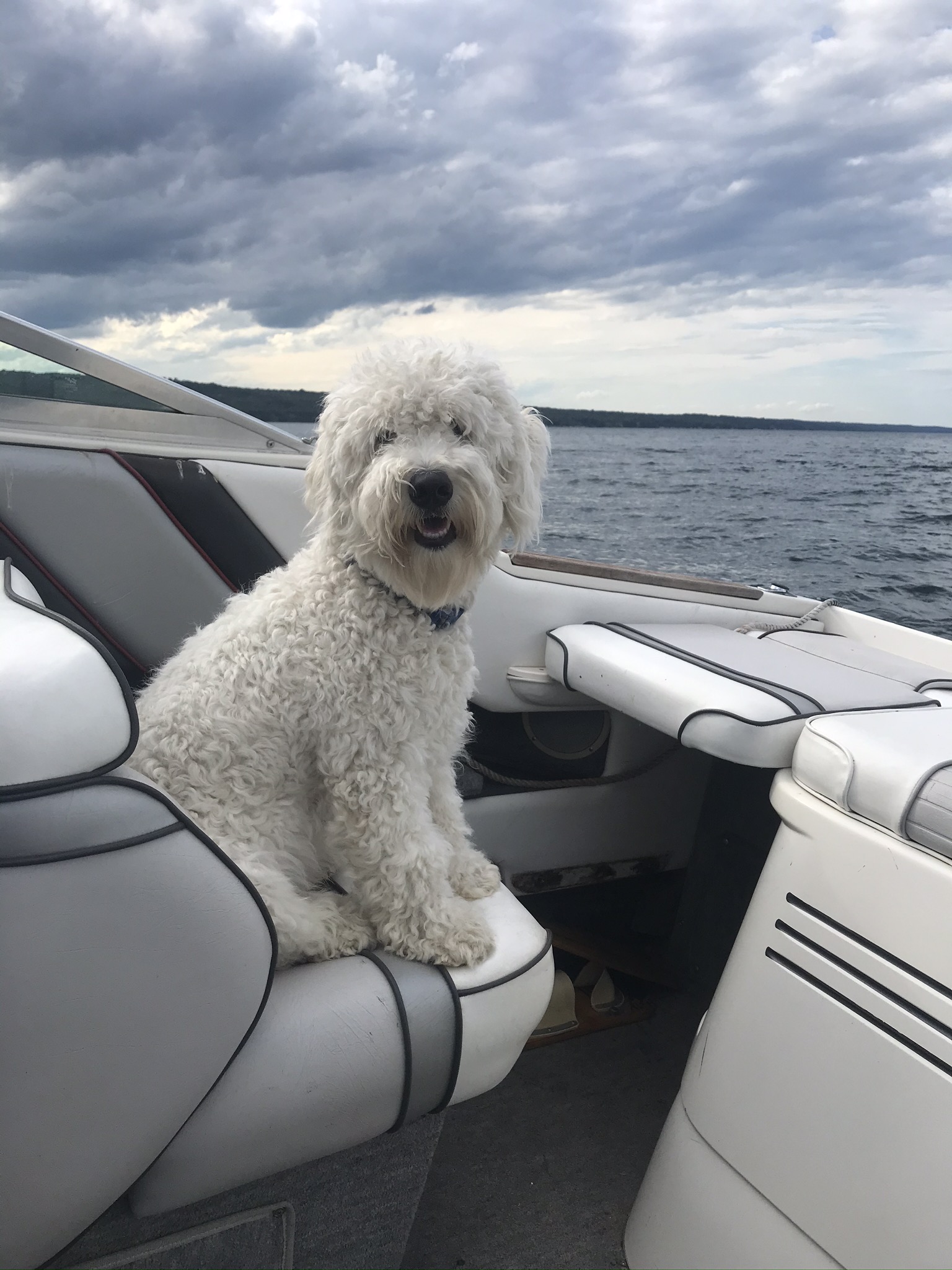 Kodak - Orvis Cover Dog