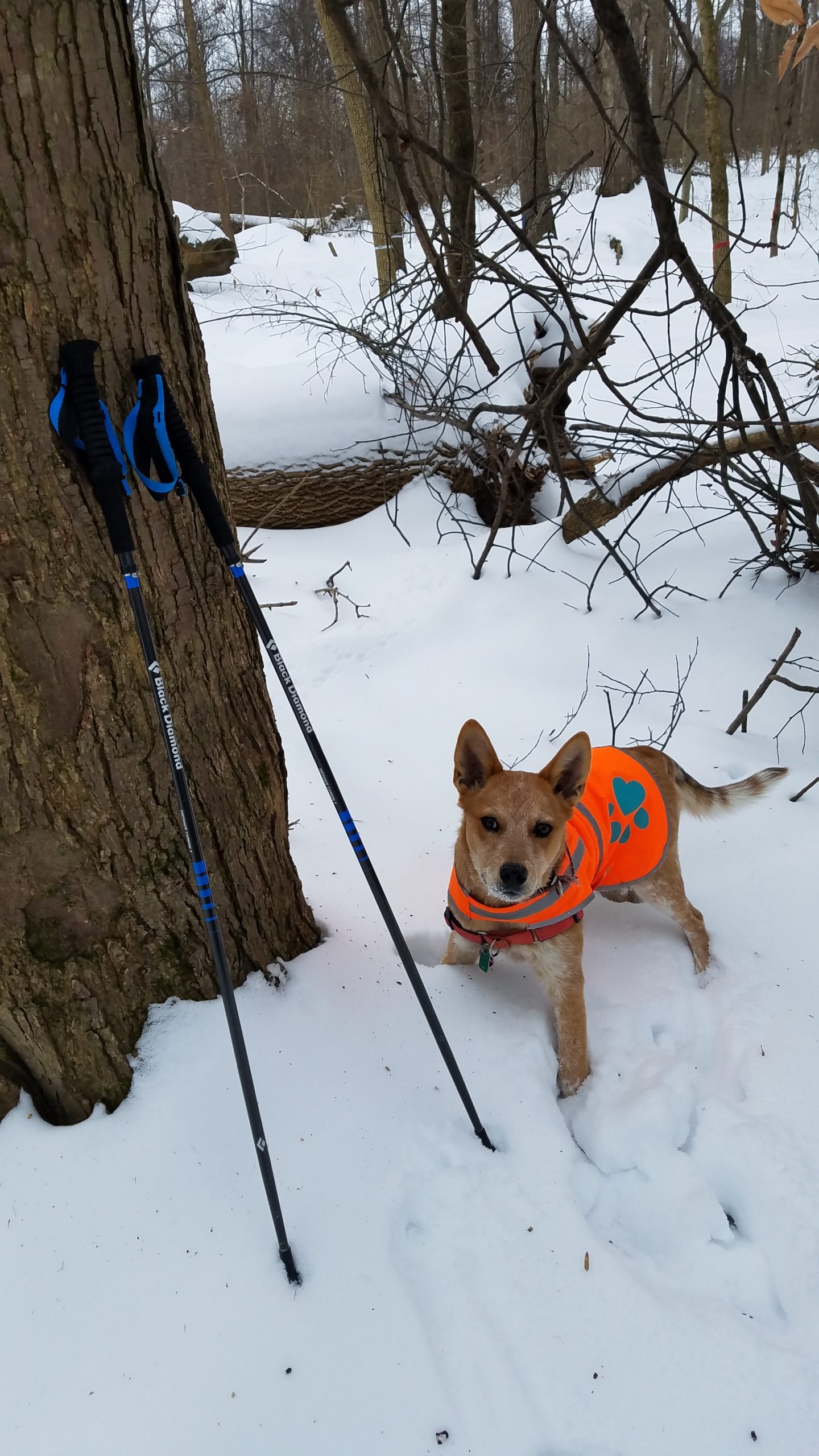 Zipper - Orvis Cover Dog