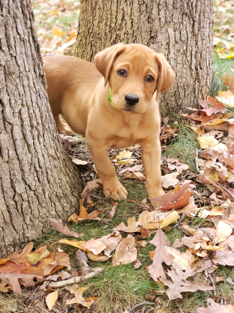 Knox - Orvis Cover Dog