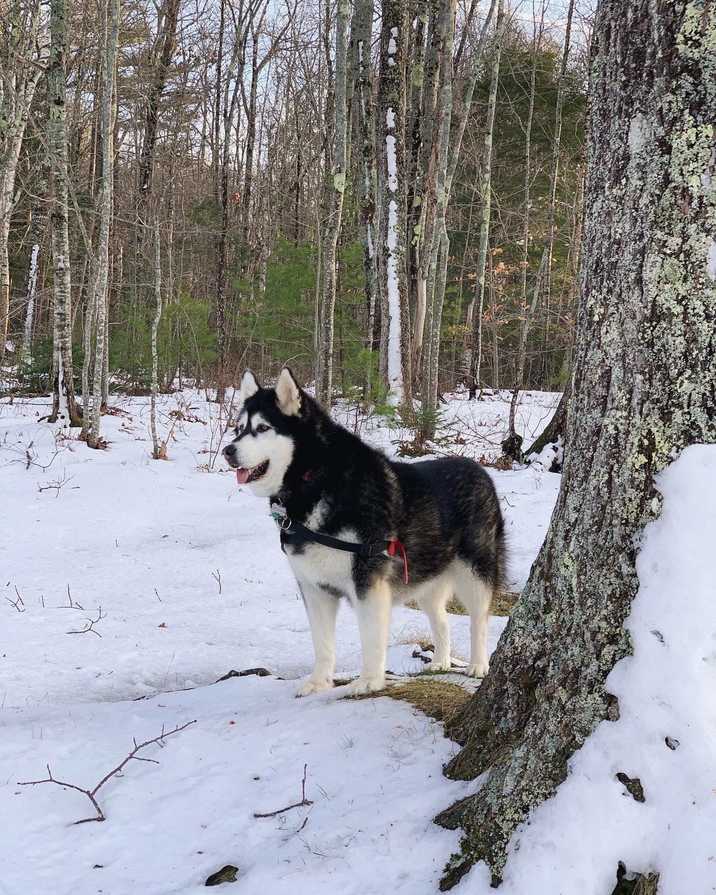 Atira - Orvis Cover Dog