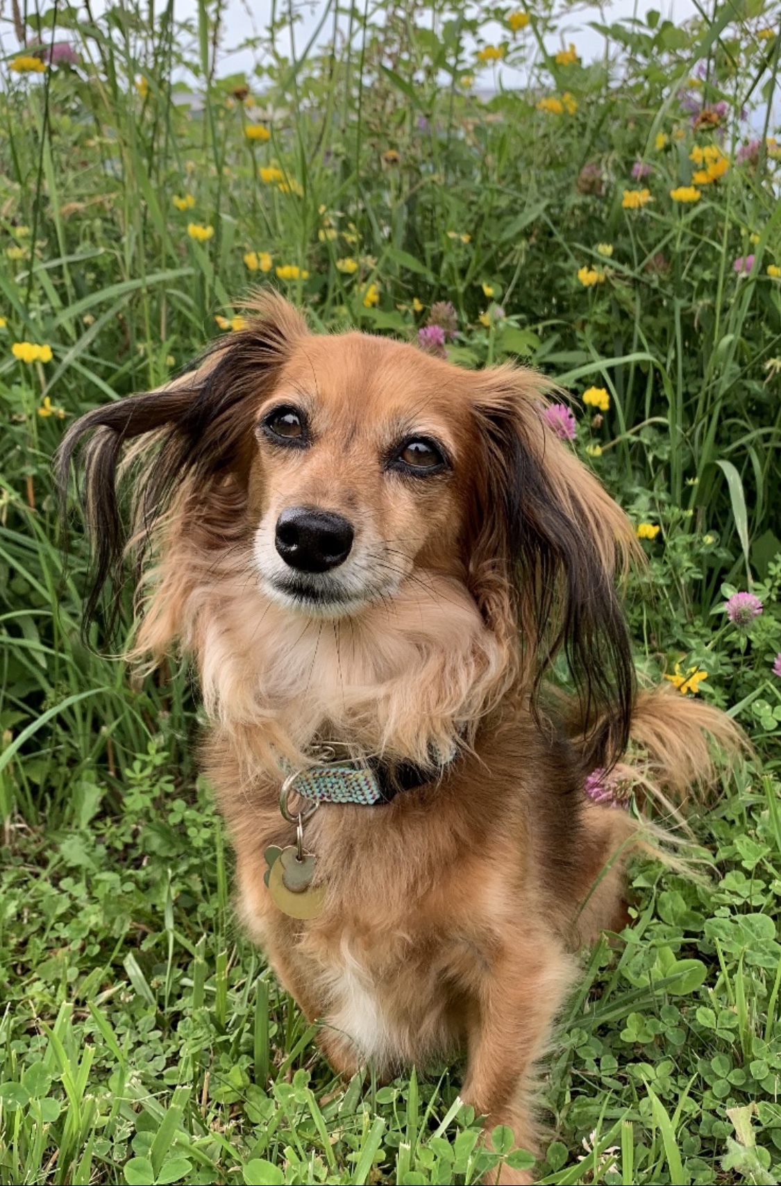 Murphy - Orvis Cover Dog