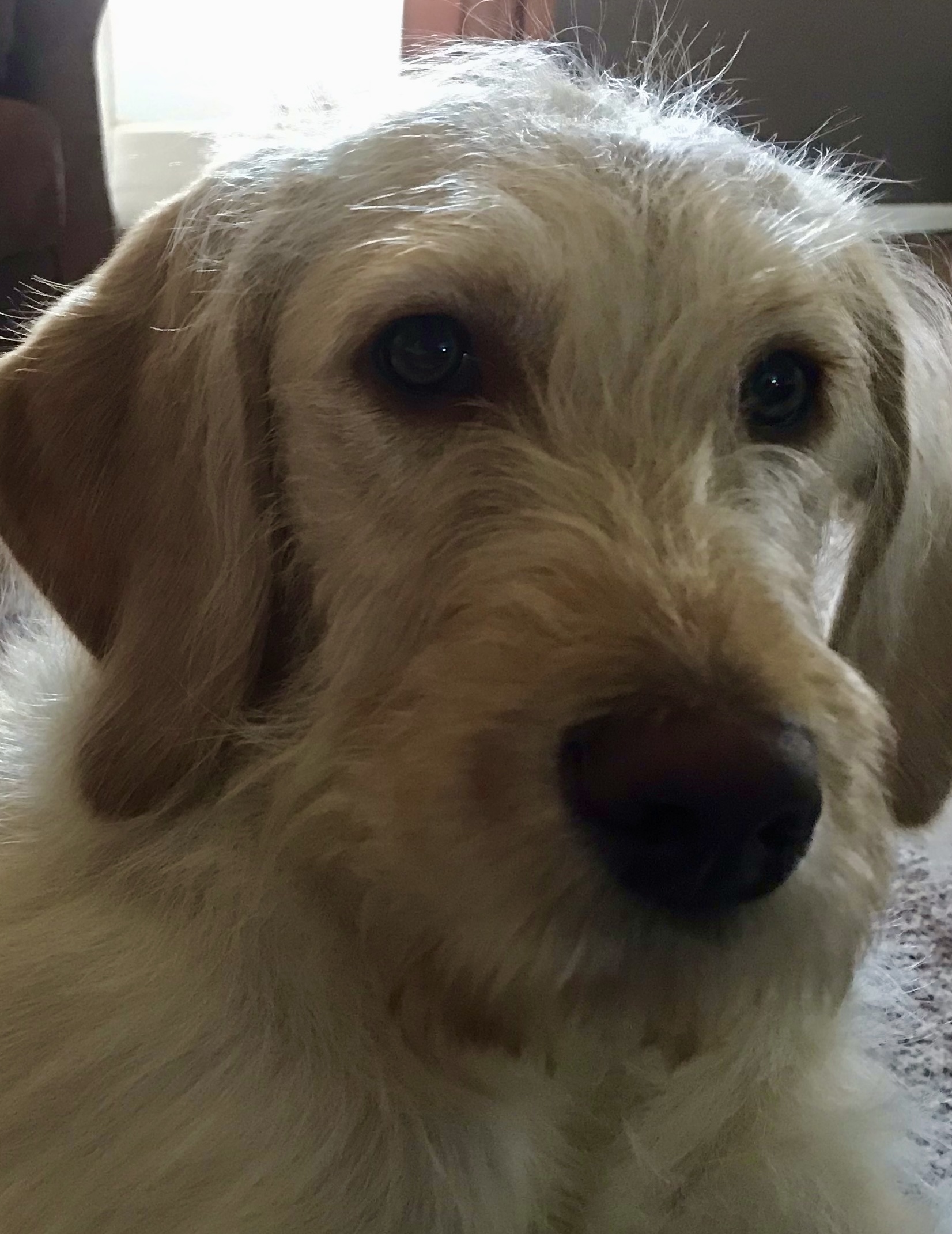 Murphy - Orvis Cover Dog