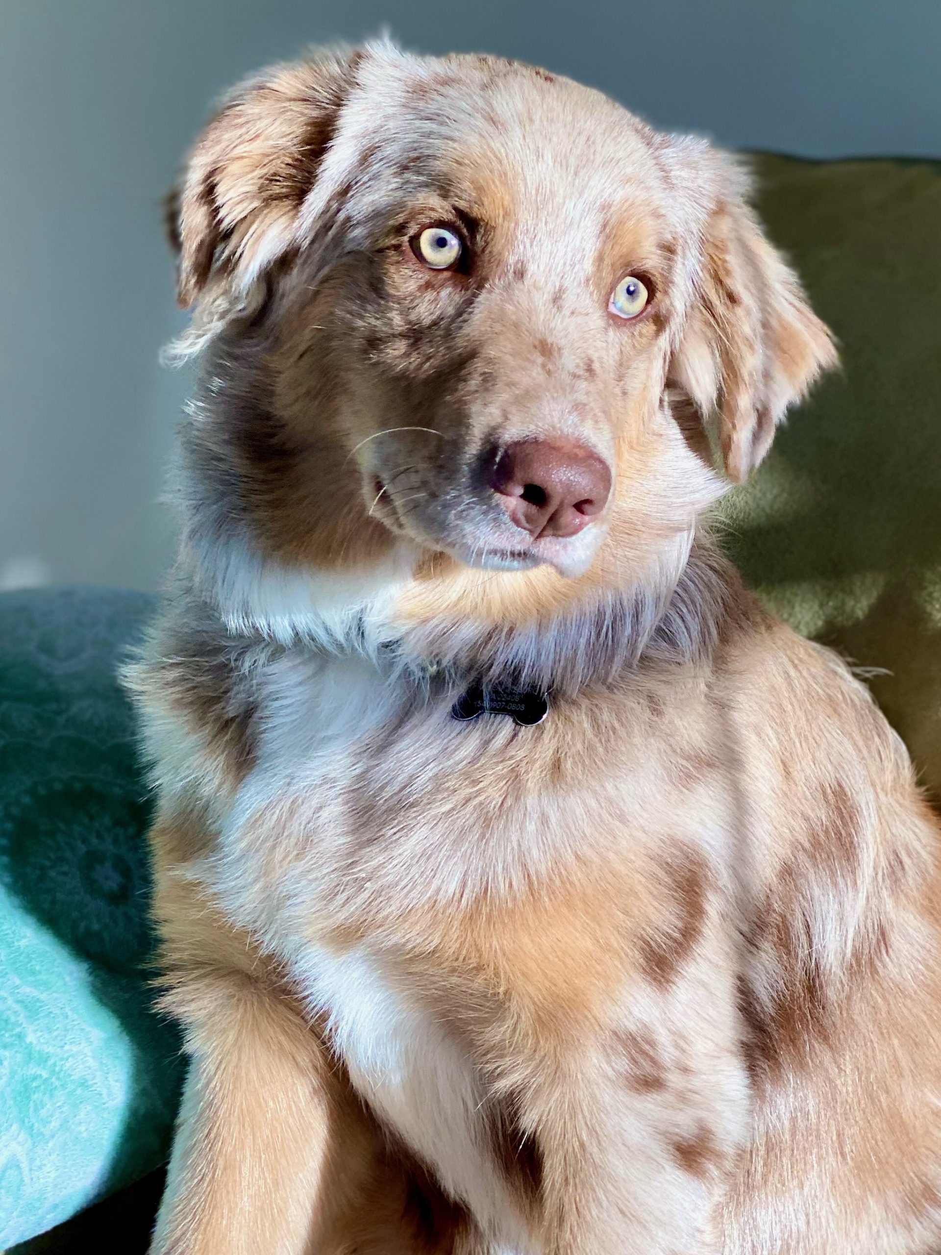 Bodie James Orvis Cover Dog Bodie James Orvis Cover Dog