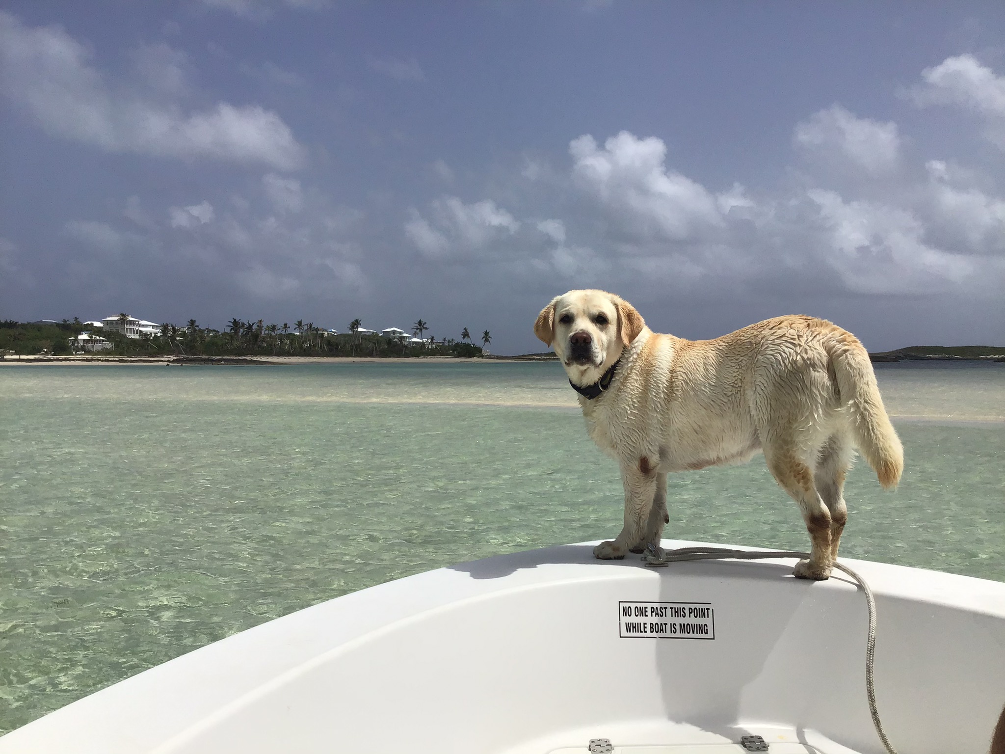 Mahi - Orvis Cover Dog