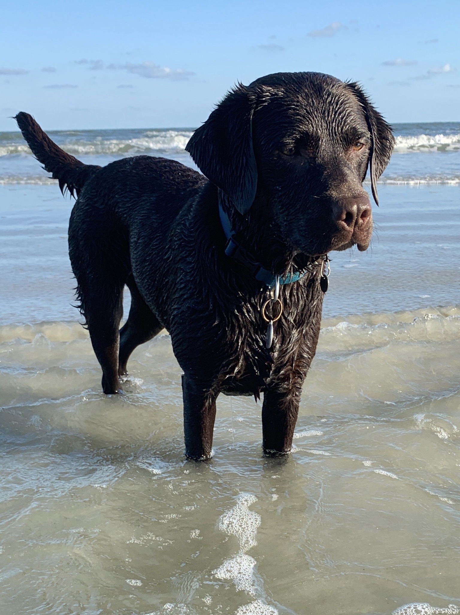 Jax - Orvis Cover Dog