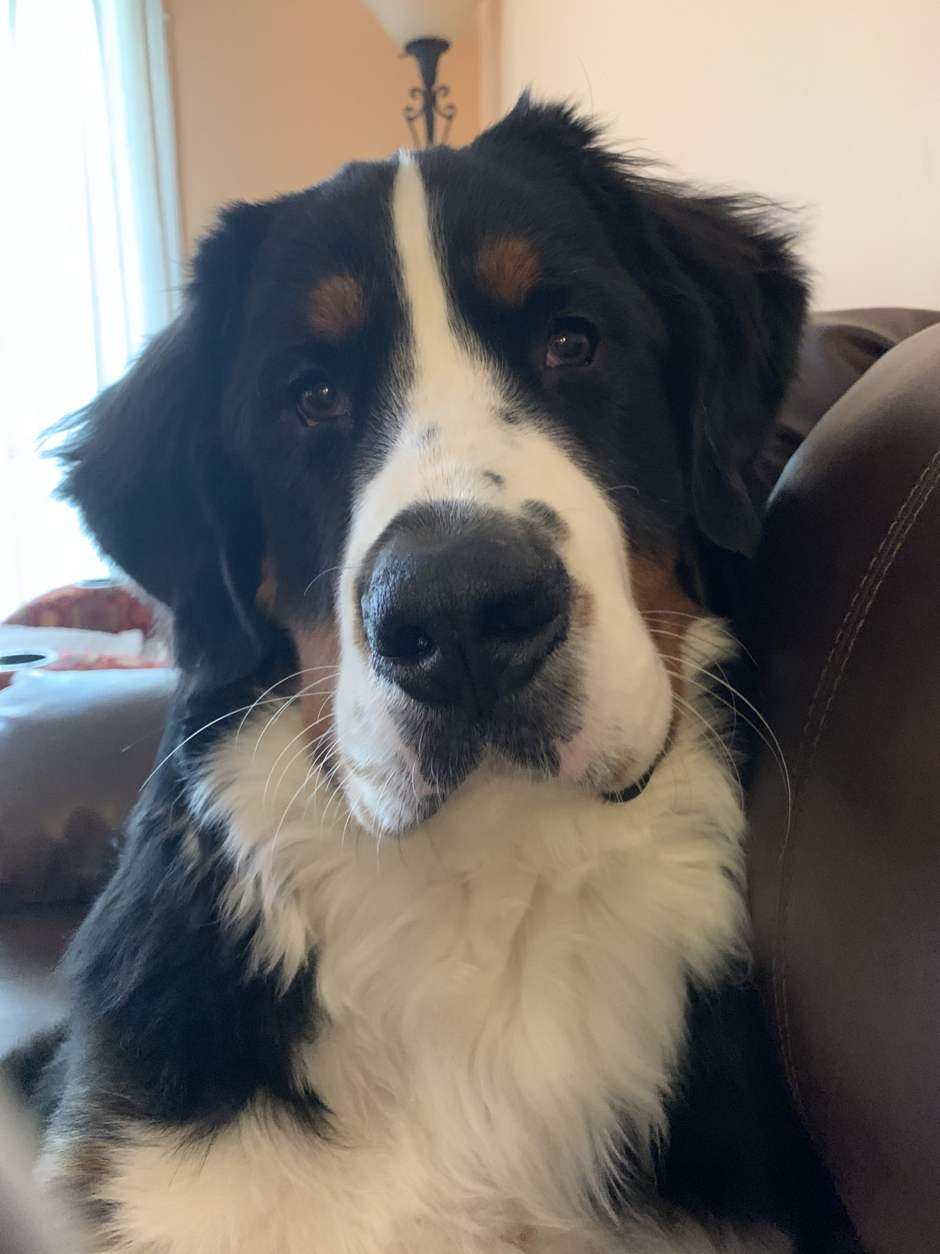 “Leo” Leon Watli Liert - Orvis Cover Dog