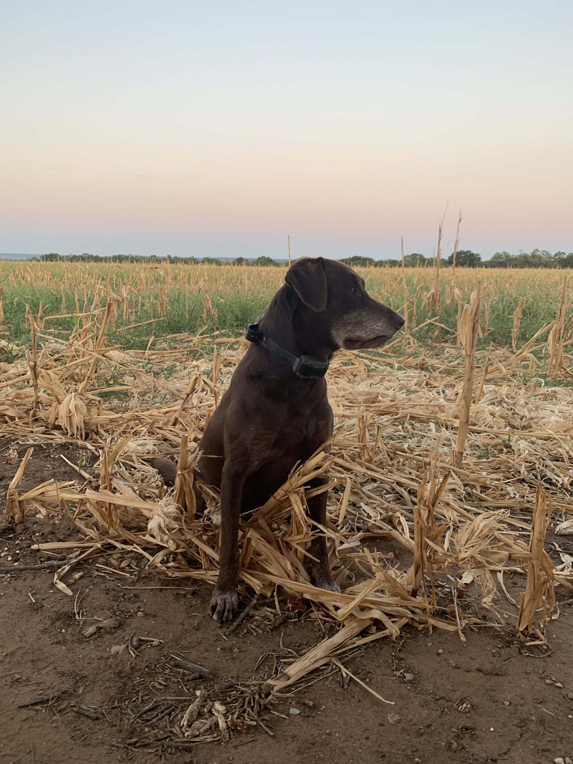 Bear - Orvis Cover Dog