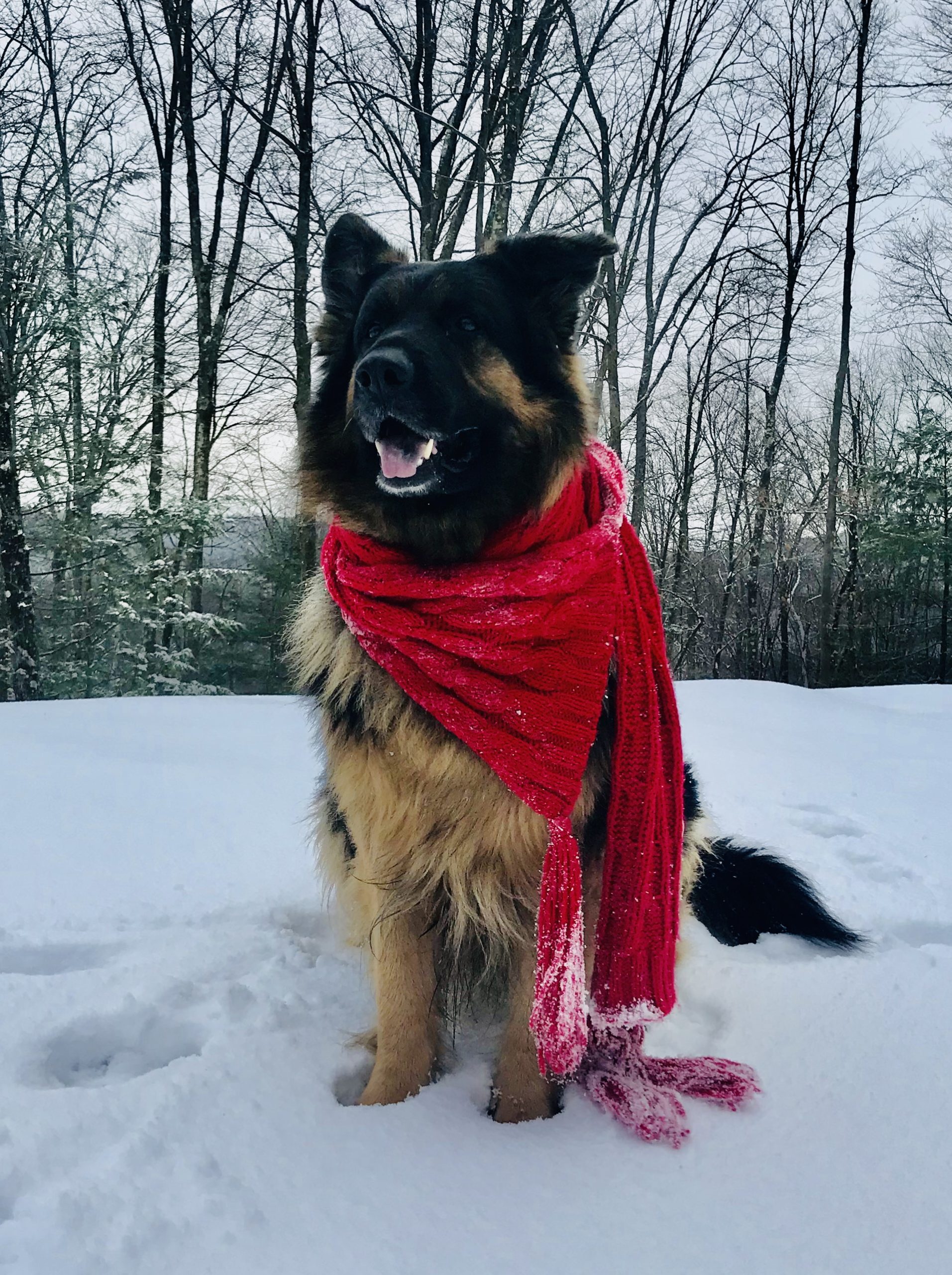 Buka - Orvis Cover Dog