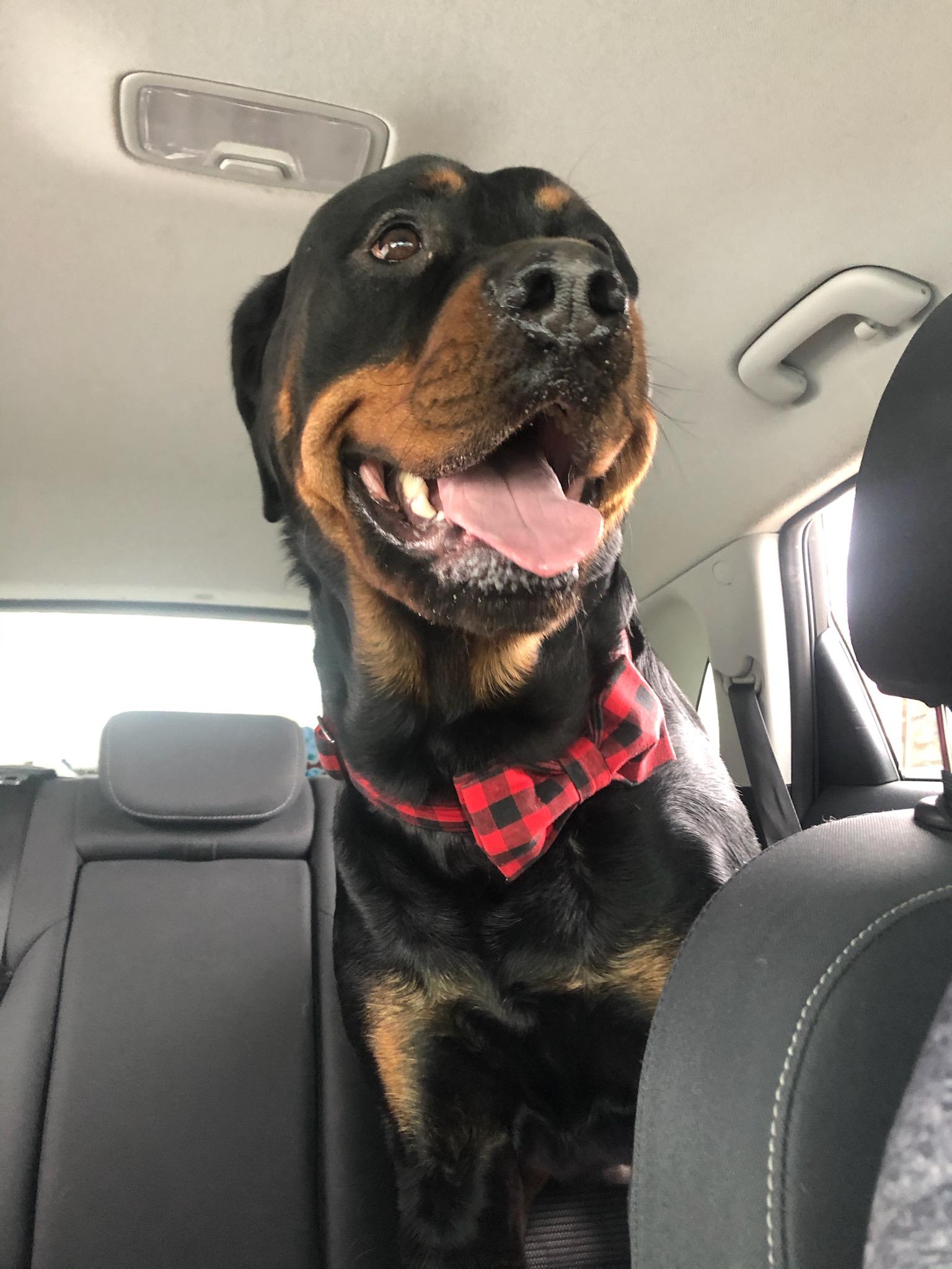 Baba yaga. Bubba for short - Orvis Cover Dog