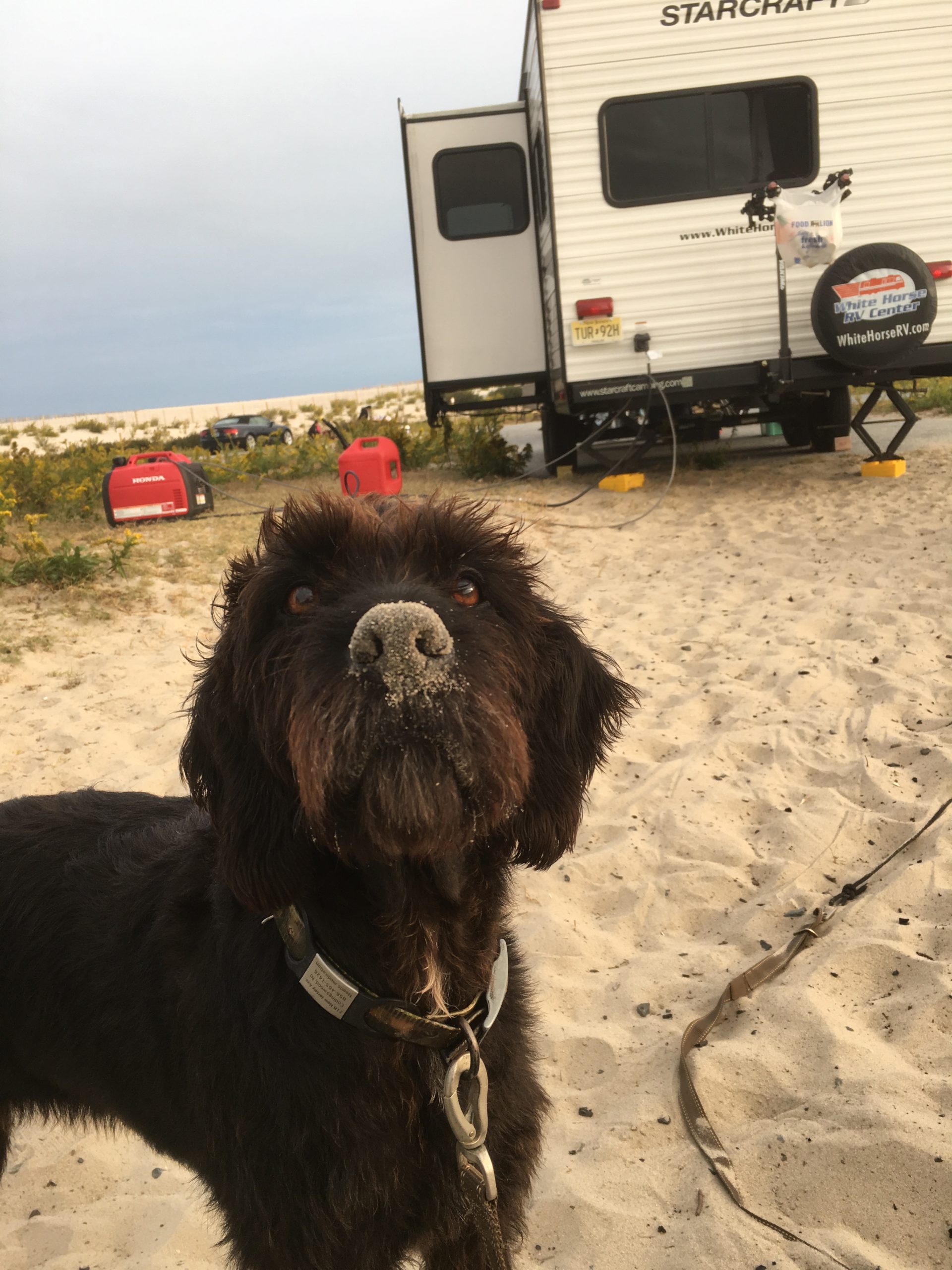 Franchi - Orvis Cover Dog