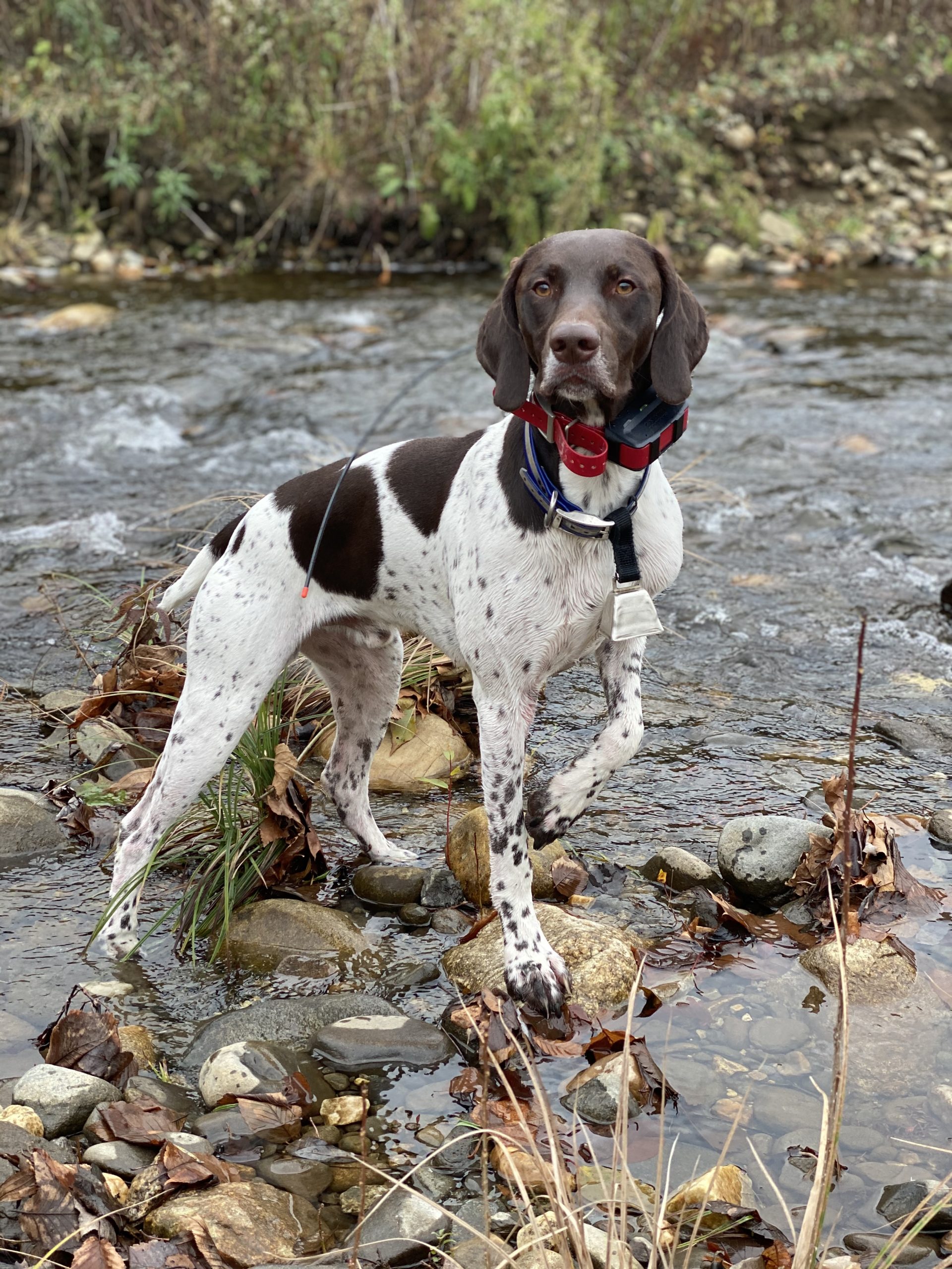 Lee - Orvis Cover Dog