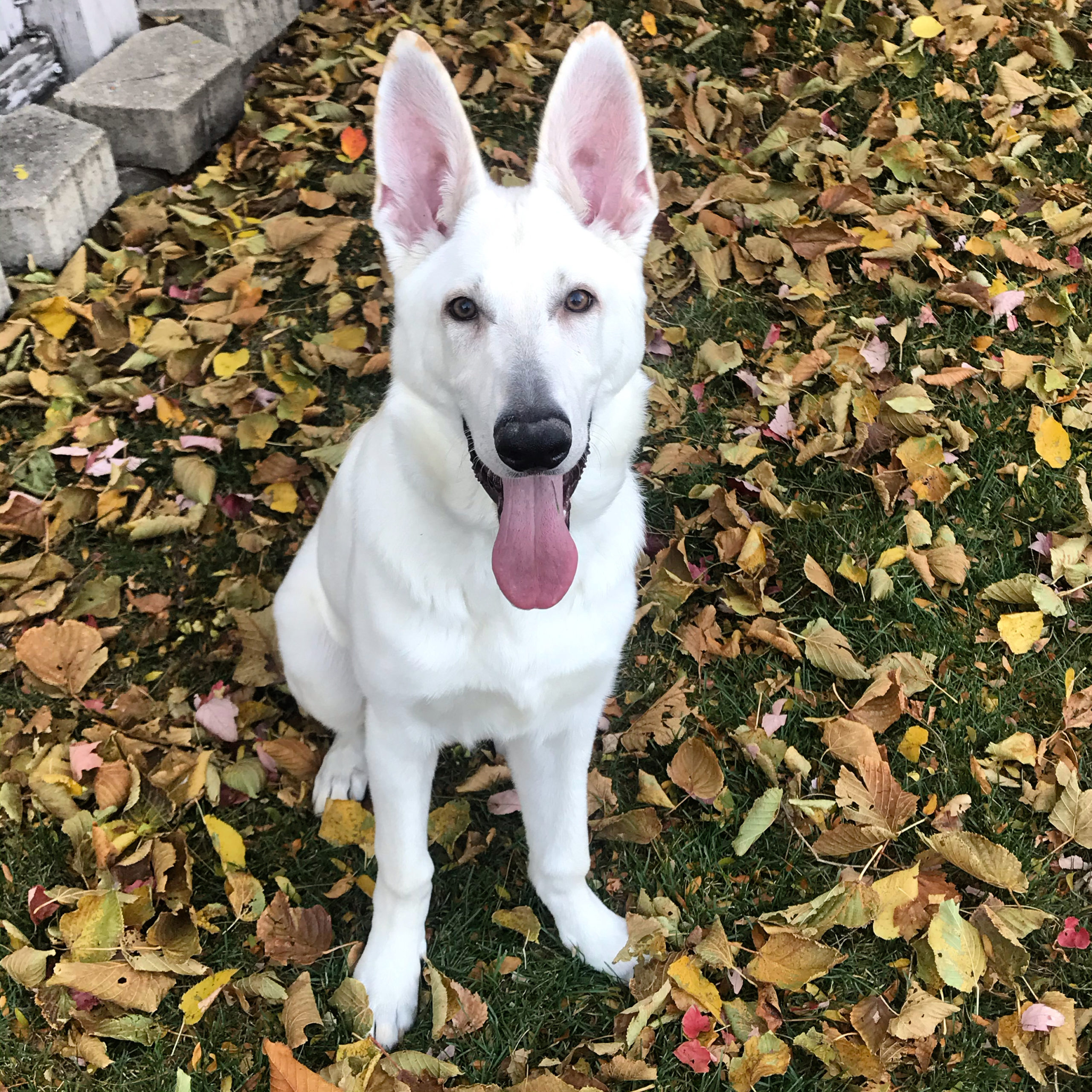 Zeus - Orvis Cover Dog