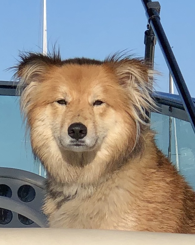 Beau - Orvis Cover Dog