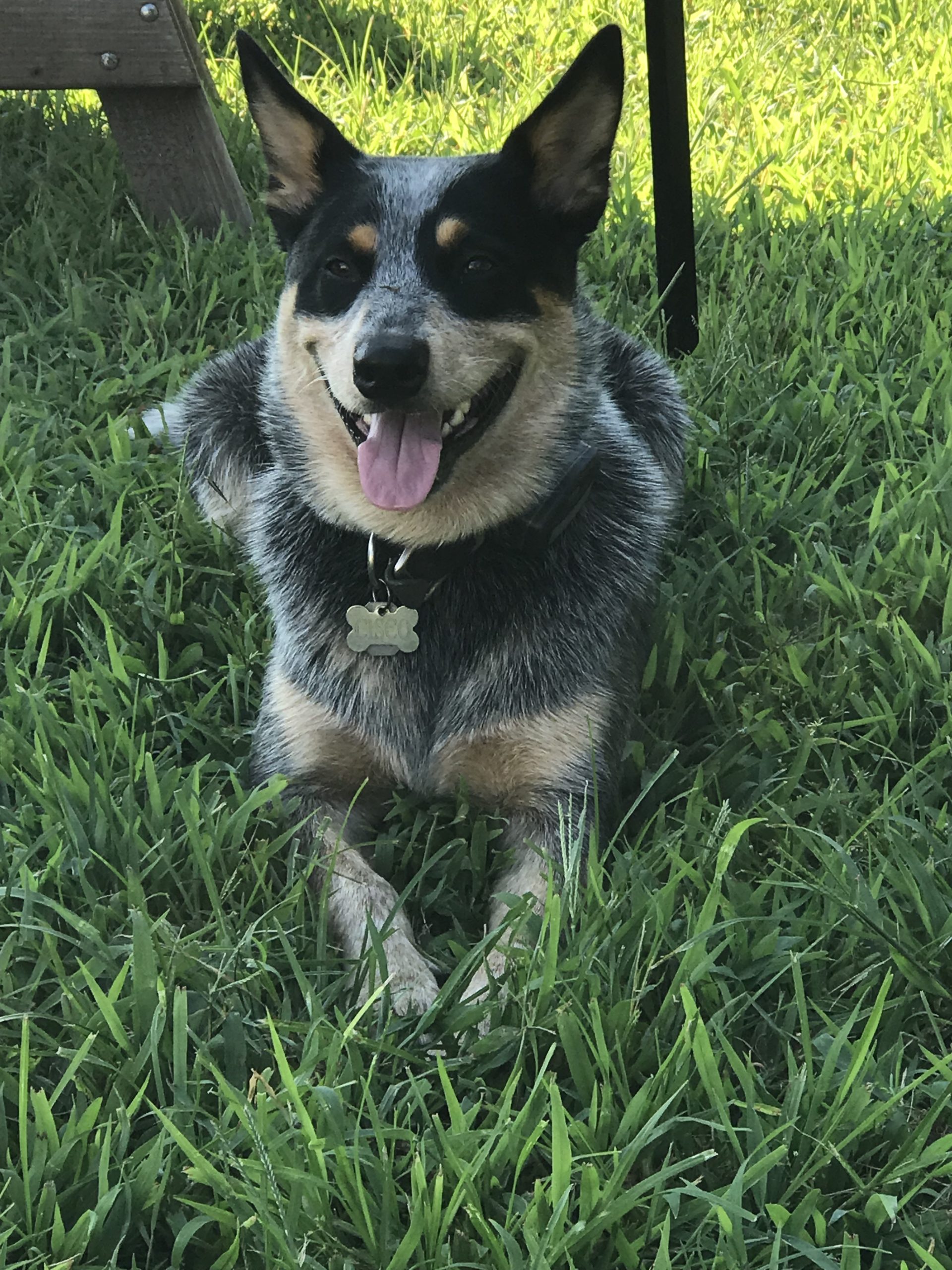 Cisco - Orvis Cover Dog