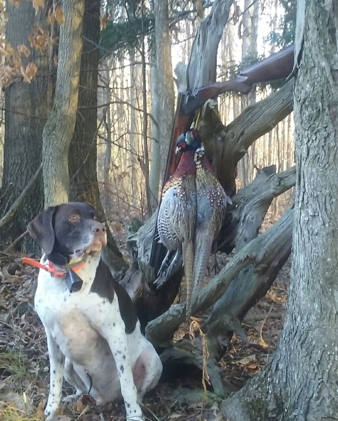 Meister - Orvis Cover Dog