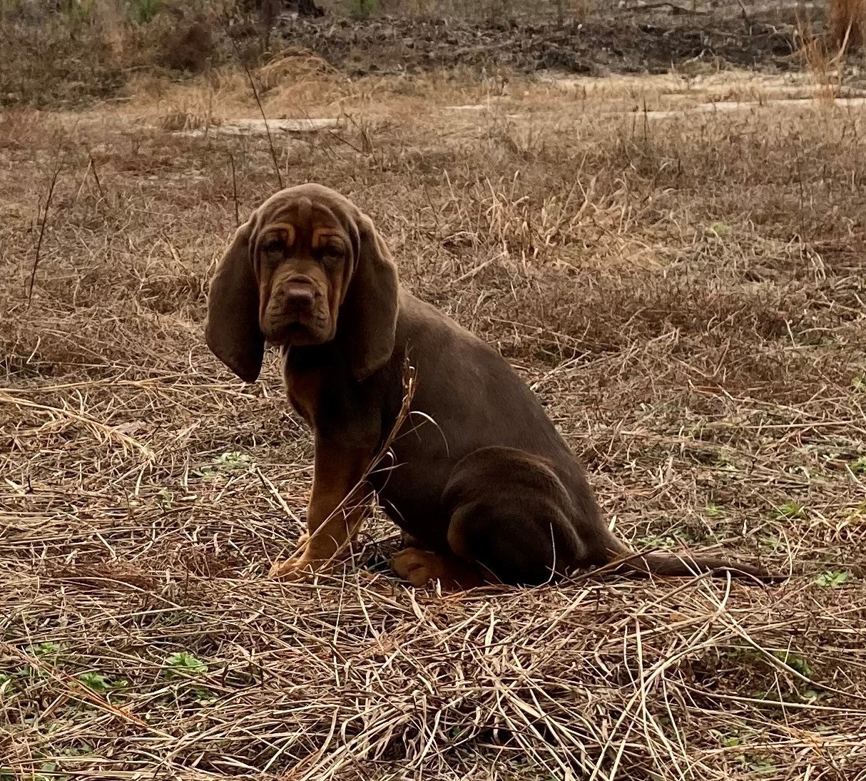 Red - Orvis Cover Dog