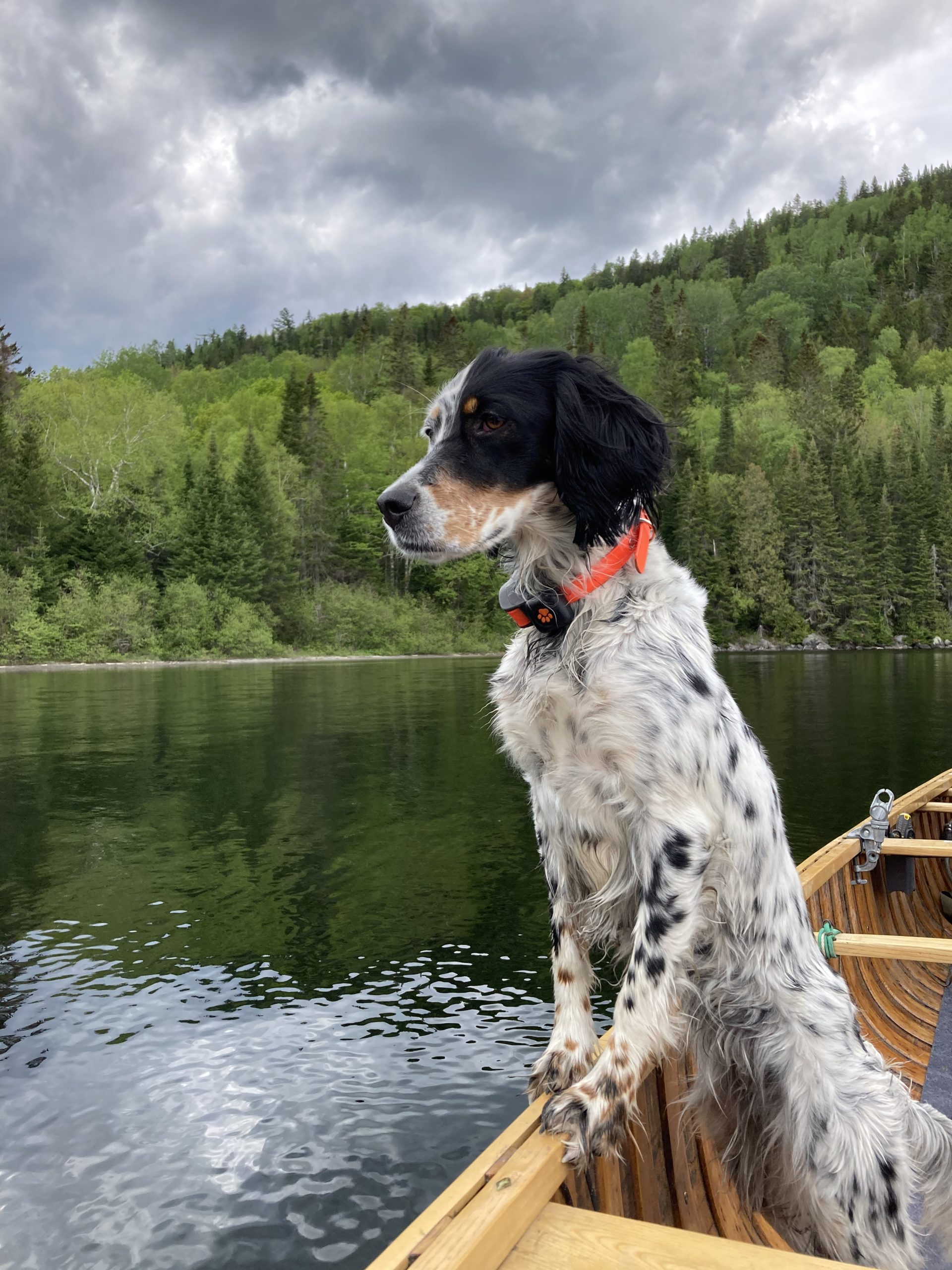 Freya - Orvis Cover Dog