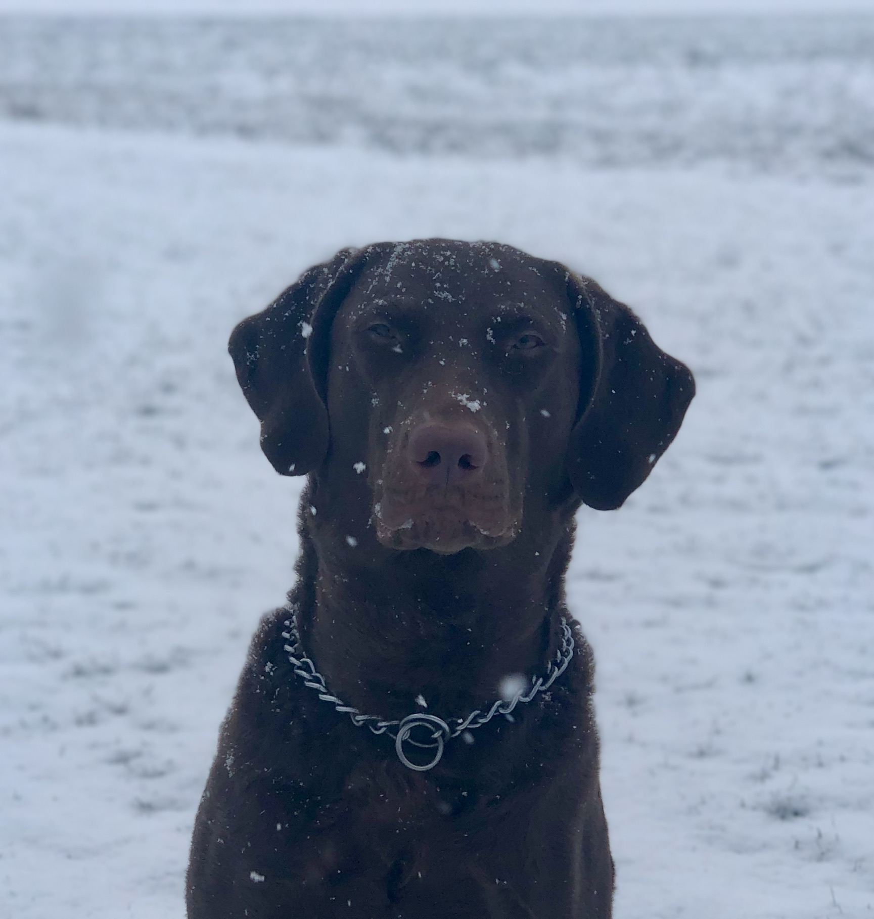 Drake - Orvis Cover Dog