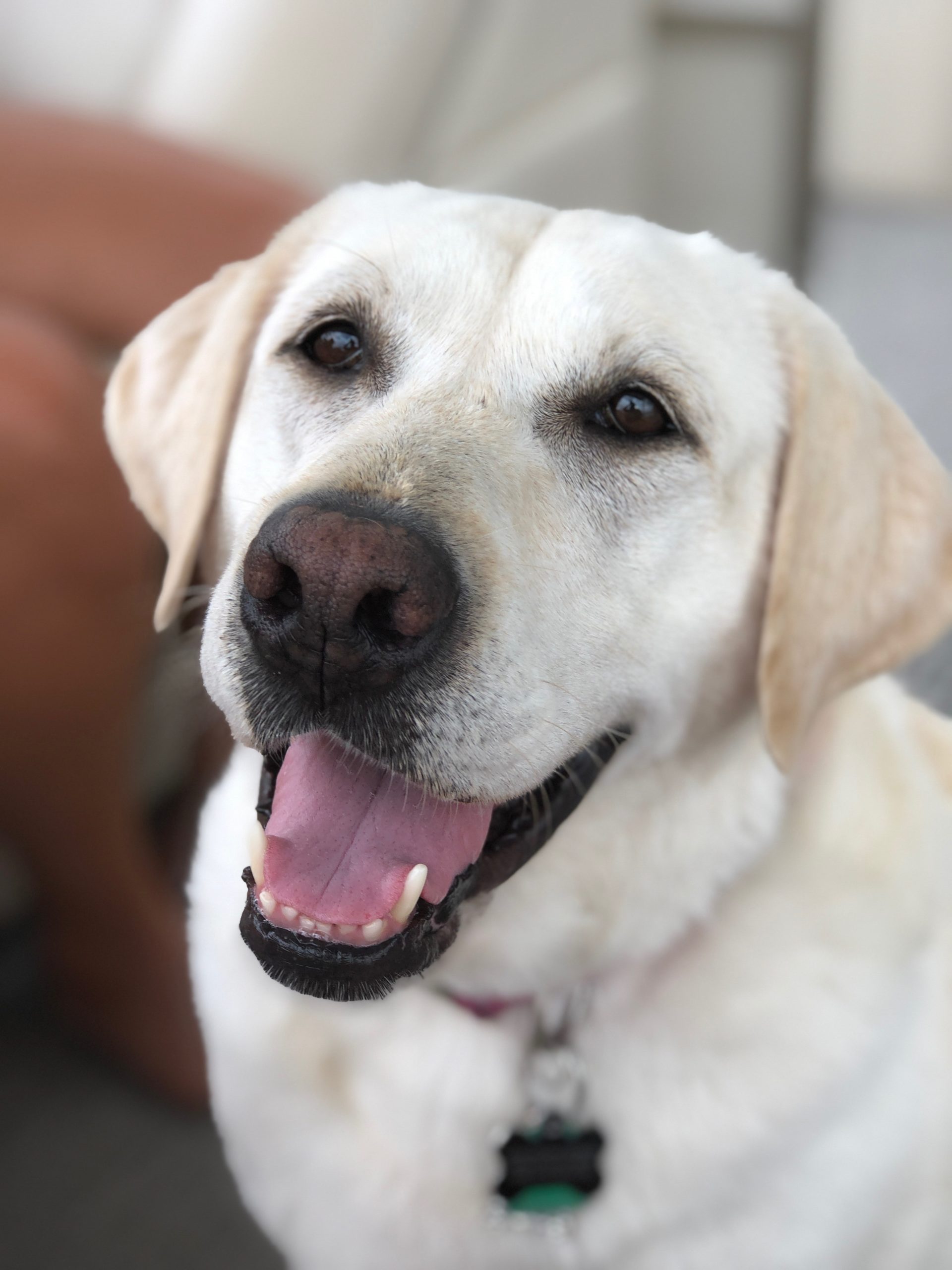 Remi - Orvis Cover Dog