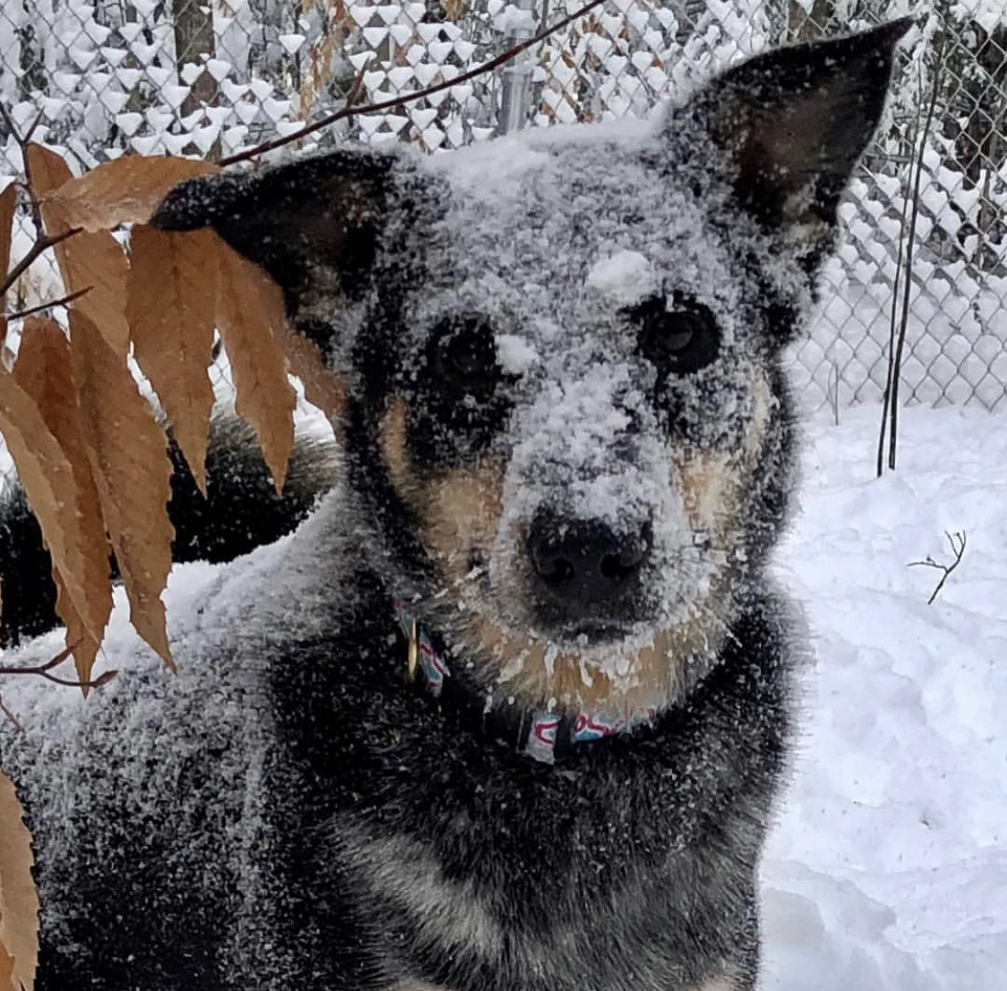 Rooster aka Roo - Orvis Cover Dog