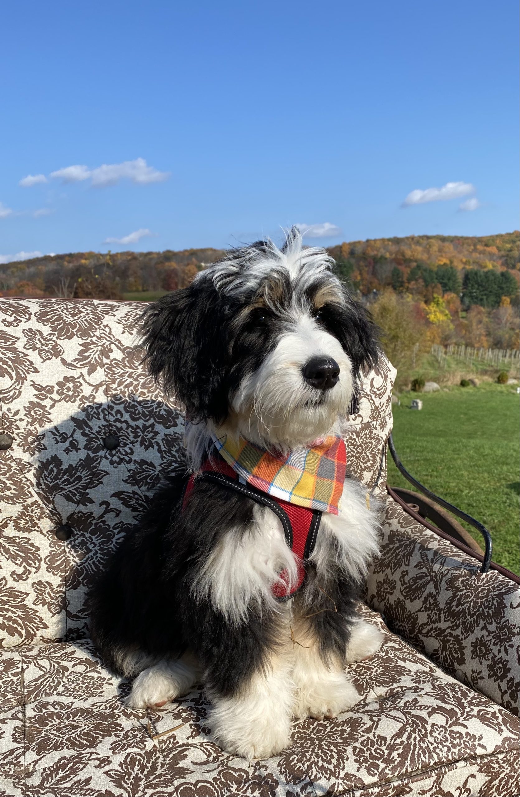 Ozzy - Orvis Cover Dog