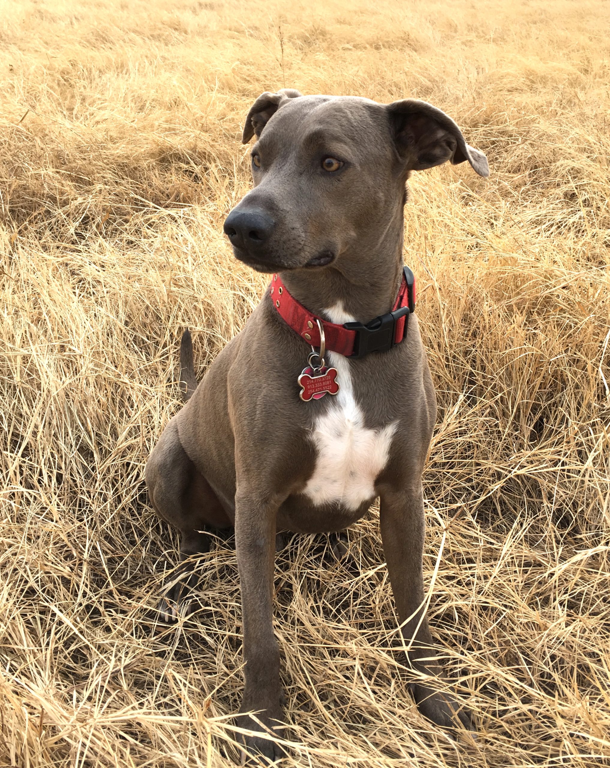Blue - Orvis Cover Dog