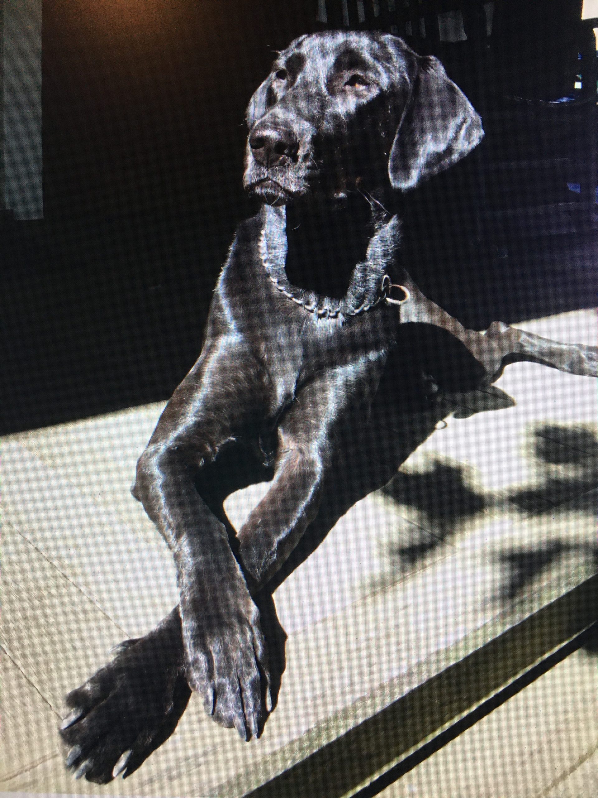 Cabo - Orvis Cover Dog