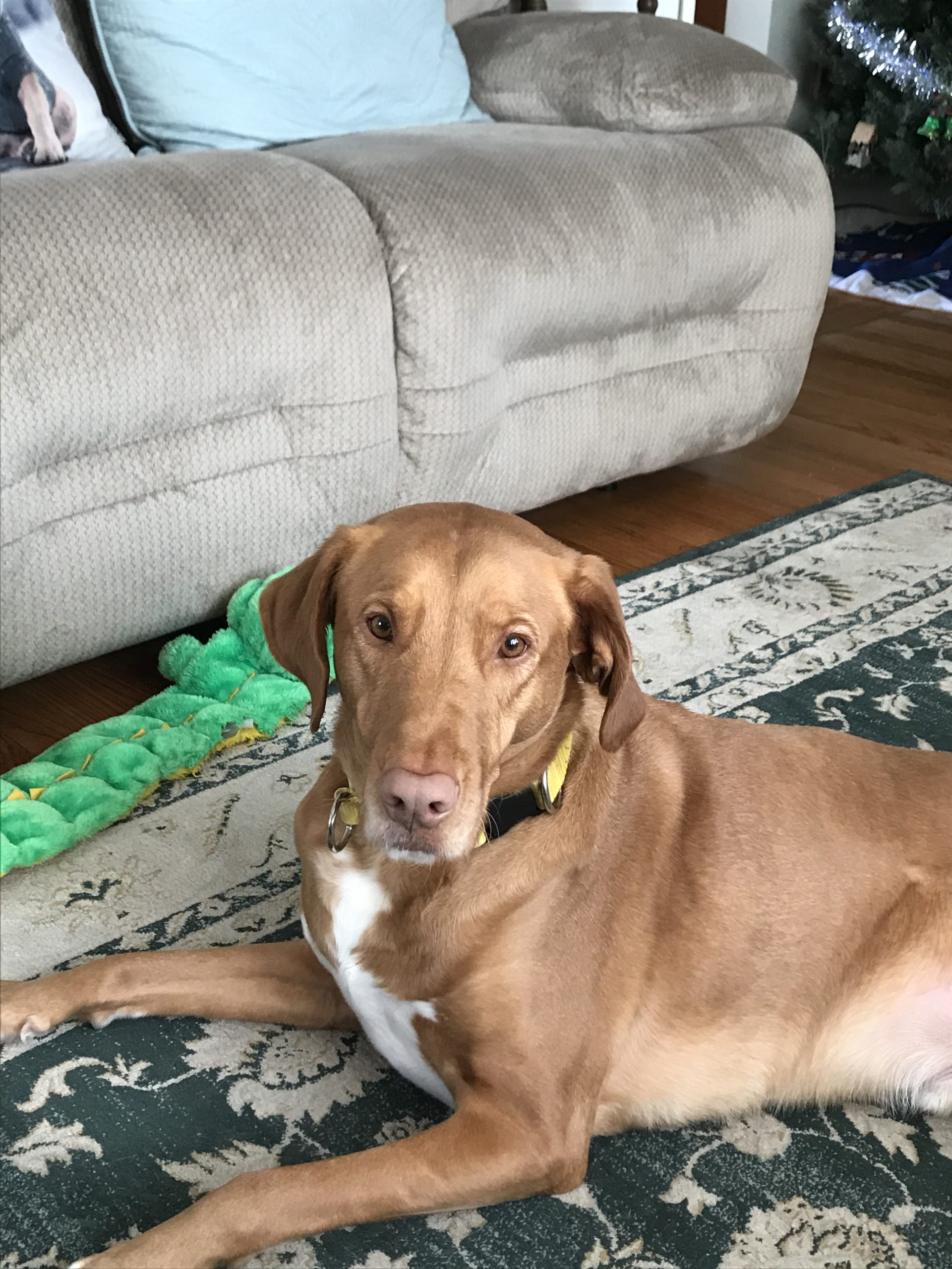 Bailey Orvis Cover Dog