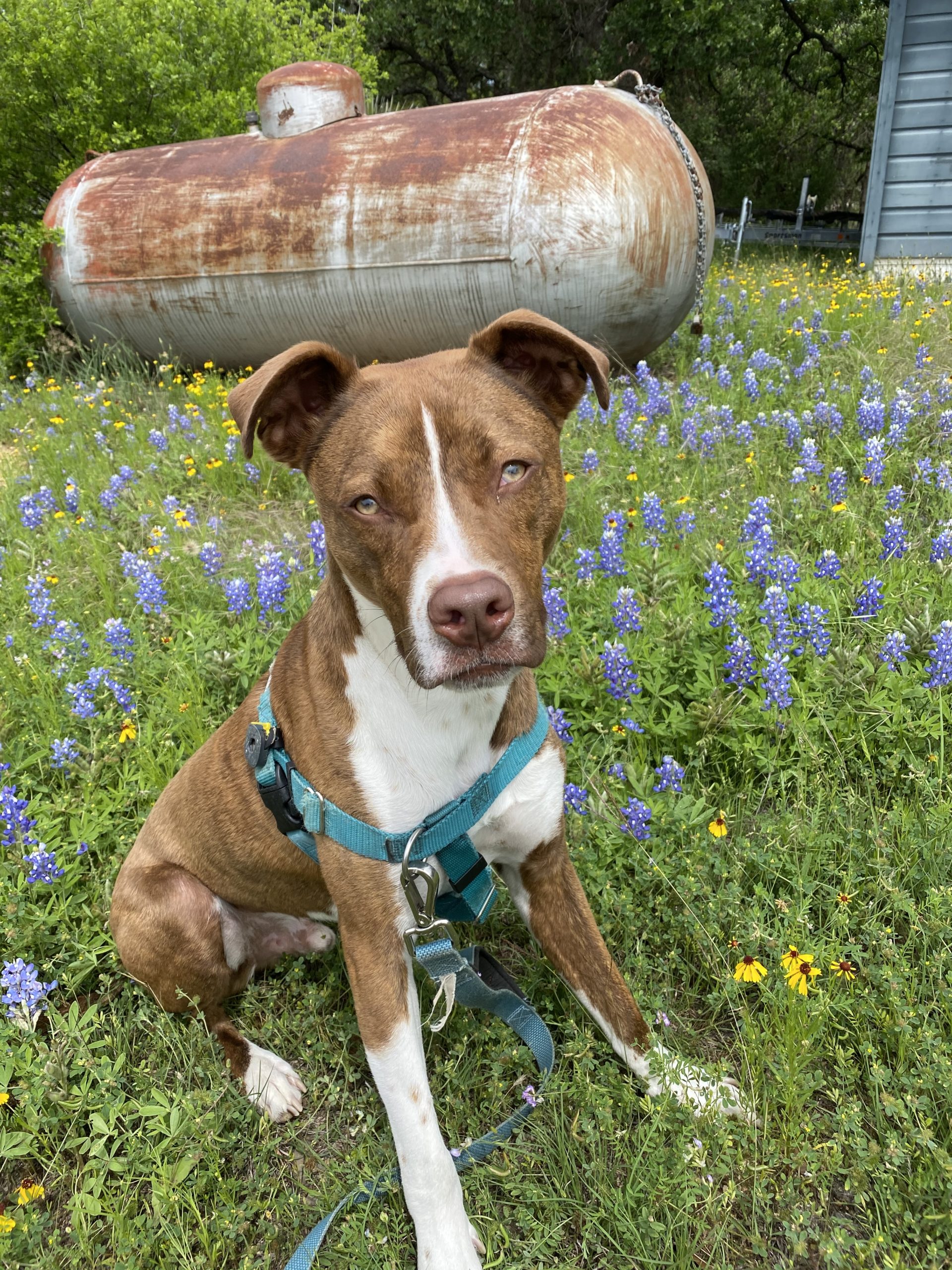 Pepsi - Orvis Cover Dog