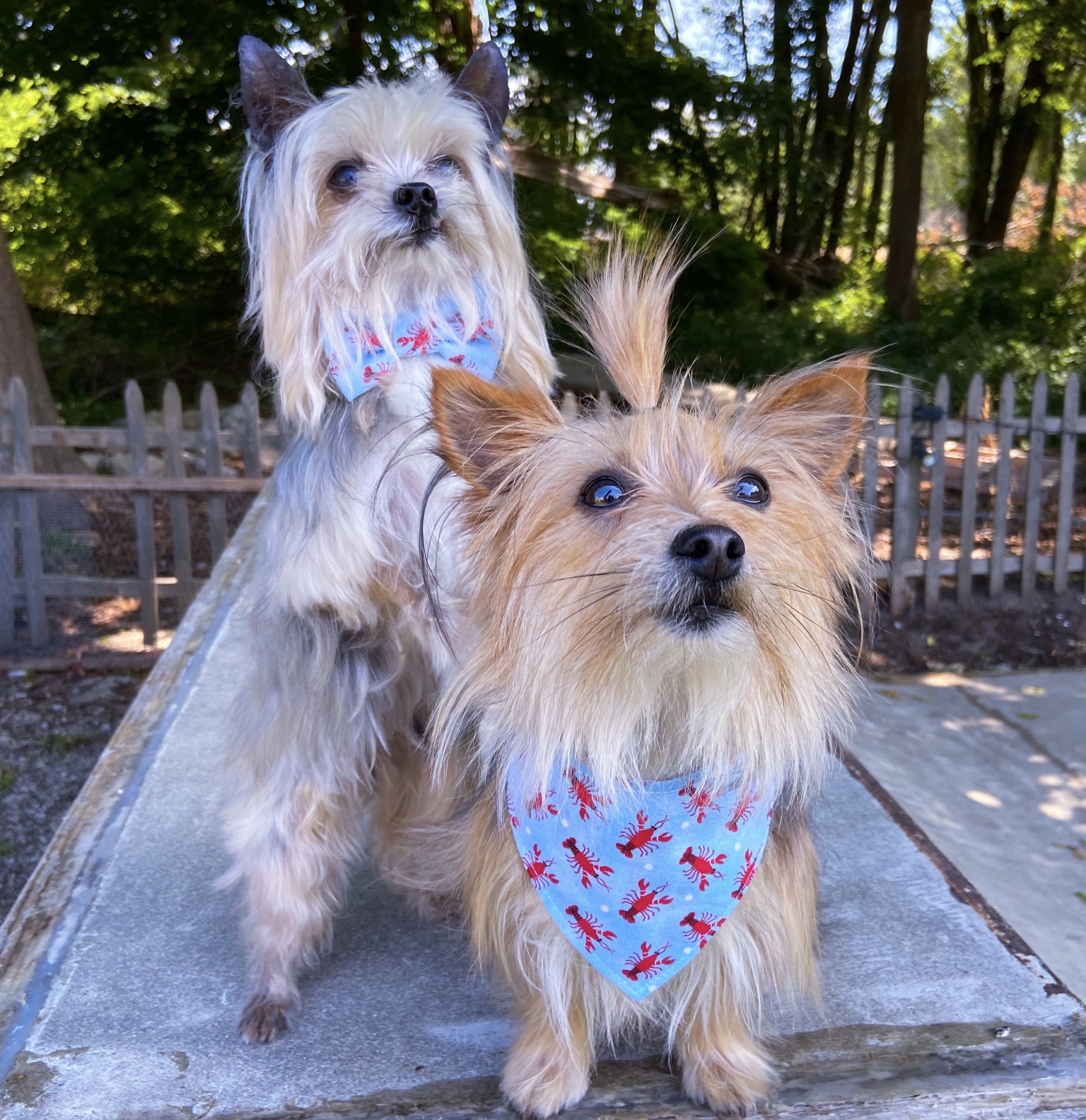 Iggy Pup and Pixel - Orvis Cover Dog